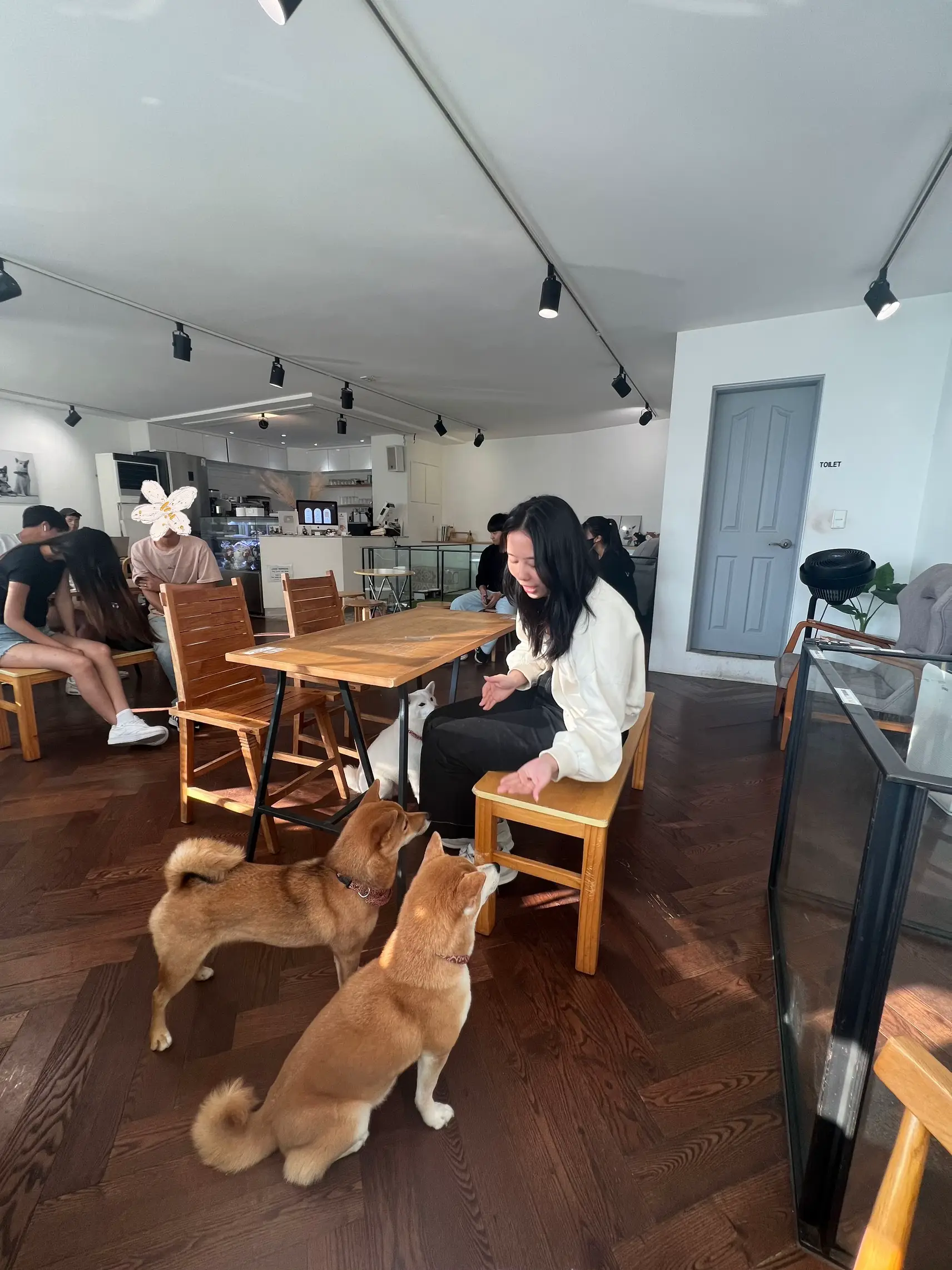 NOT YOUR TYPICAL SHIBA INU CAFE ~🐶☕️ | แกลเลอรีที่โพสต์โดย Jean | Lemon8