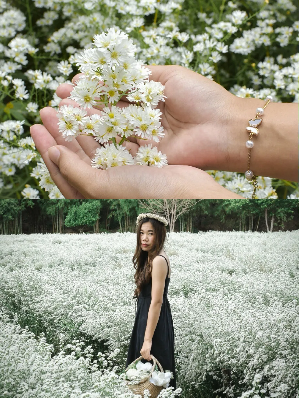 Cutter flower | CHAN nature cafe' ทุ่งคัตเตอร์ กาญ | แกลเลอรีที่โพสต์ ...