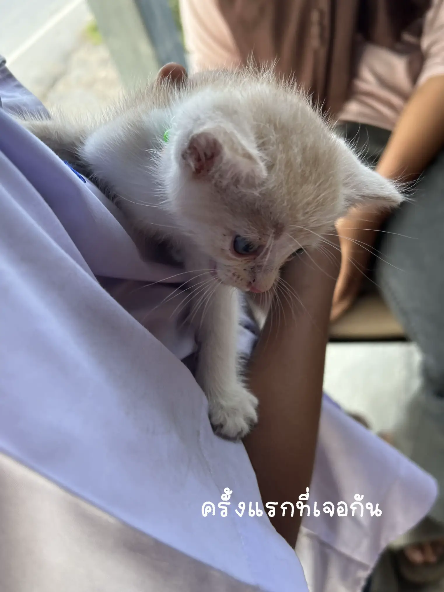 เมื่อ…เจ้าแมวตัวจิ๋วกลับดาวแมวไม่ทันตั้งตัว | แกลเลอรีที่โพสต์โดย Jusmi ...