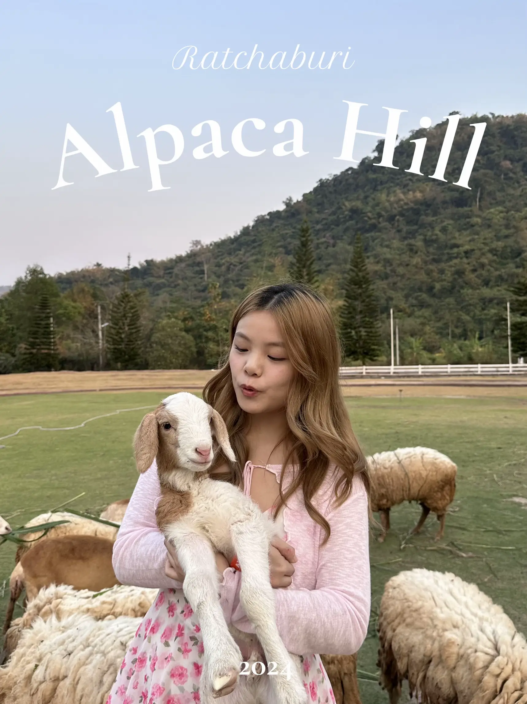 Alpaca hill สวนผึ้งราชบุรี ที่ไม่ได้มีดีแค่อัลปาก้า! 🐑🦙🤍 | แกลเลอรีที่ ...