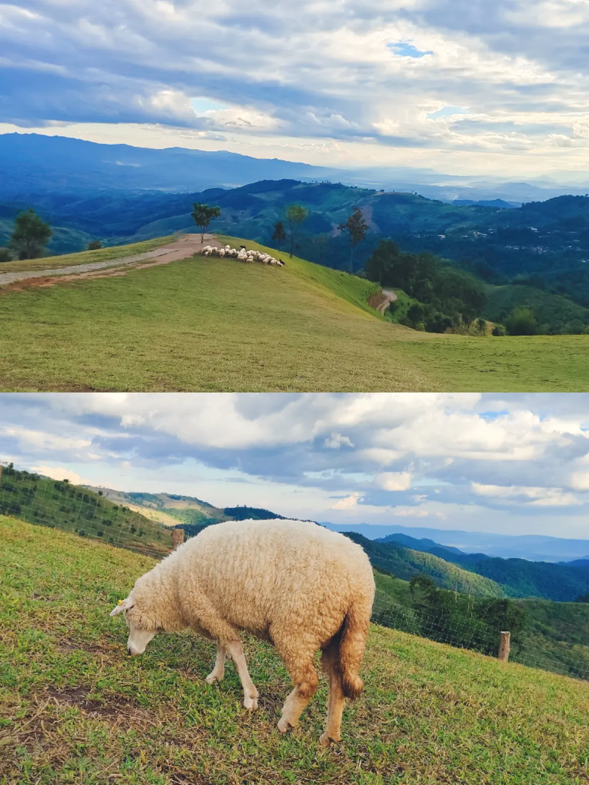 รีวิว Akha farm Ville.(อาข่าฟาร์มวิลล์) | แกลเลอรีที่โพสต์โดย รีวิวไป ...