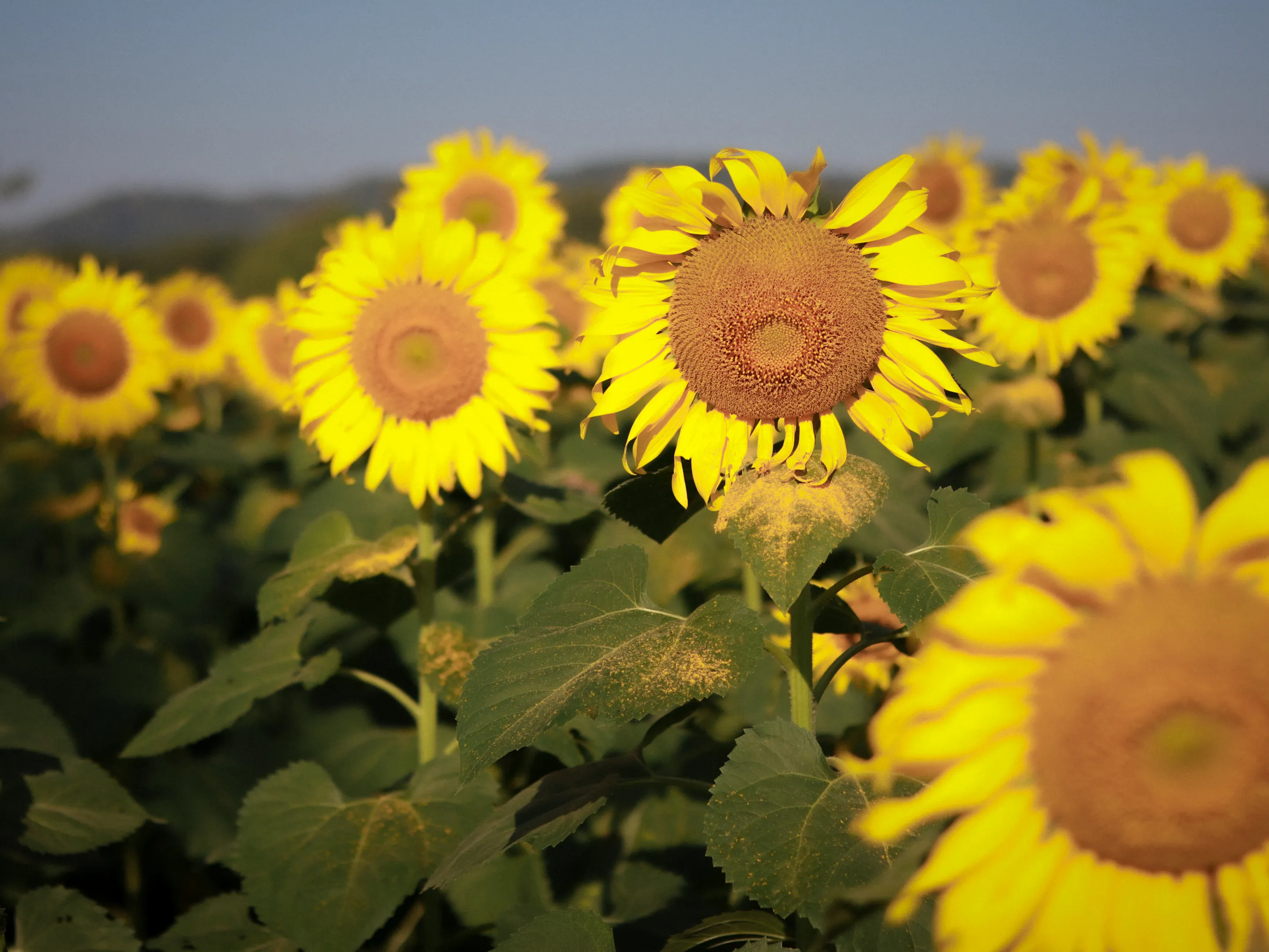 🌻🌻 ทานตะวันบาน อ. เวียงเชียงรุ้ง จ.เชียงราย | แกลเลอรีที่โพสต์โดย Pretty Clear 🌷 | Lemon8