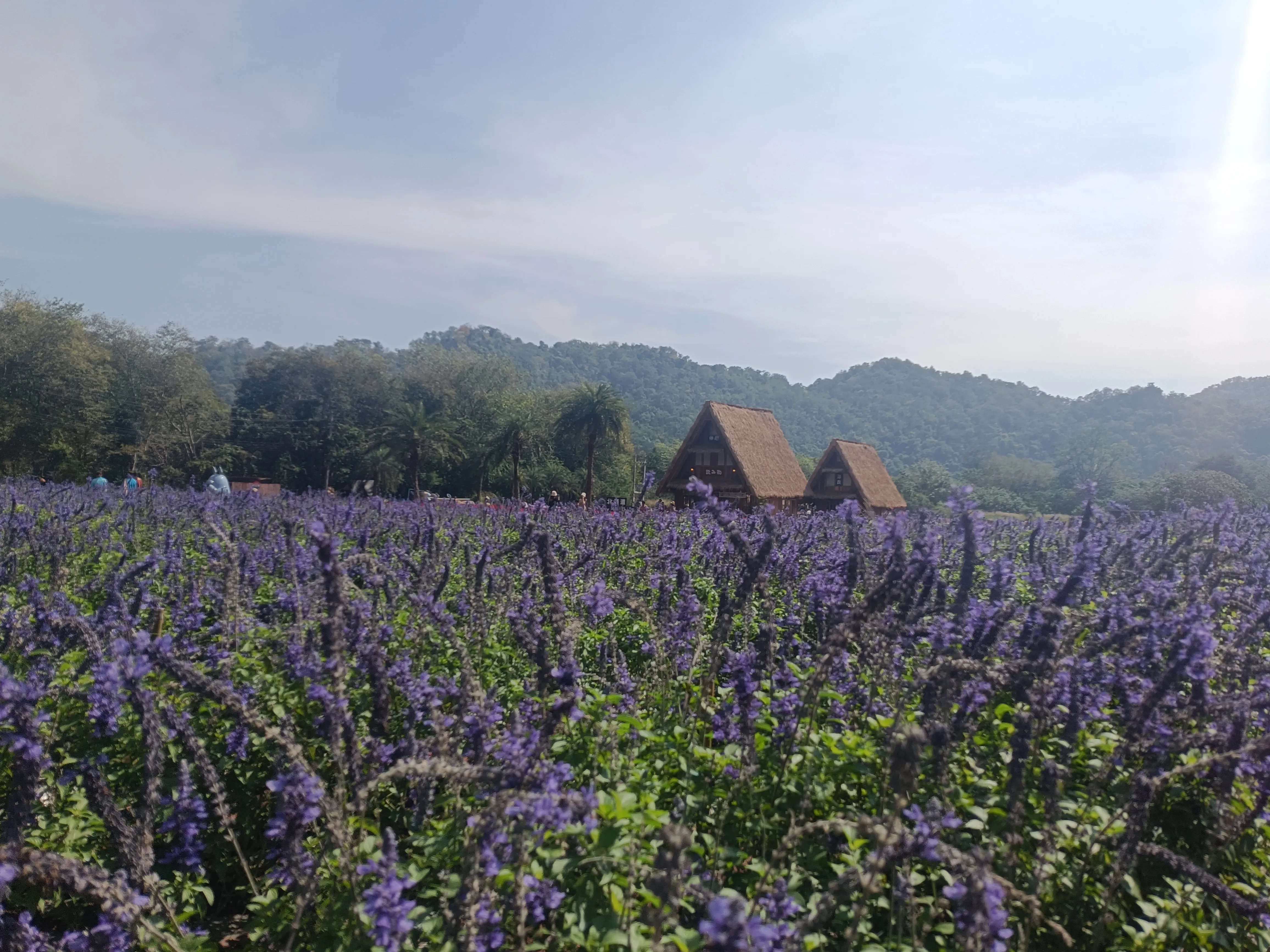 Check in Khao Yai @ Hokkaido Flower | Gallery posted by aobchey_ka | Lemon8