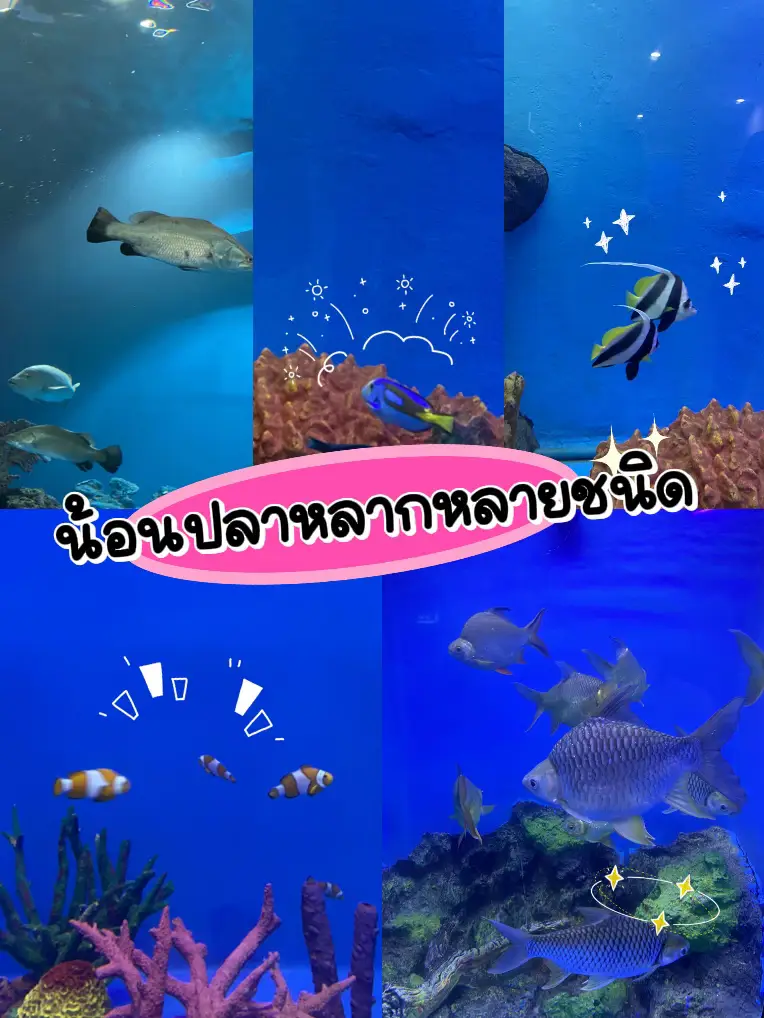อควาเรียมใกล้กรุง ค่าเข้า 0 ฿🧜‍♀️🐬 | แกลเลอรีที่โพสต์โดย 𝐏𝐚𝐜𝐡𝐢𝐢 | Lemon8