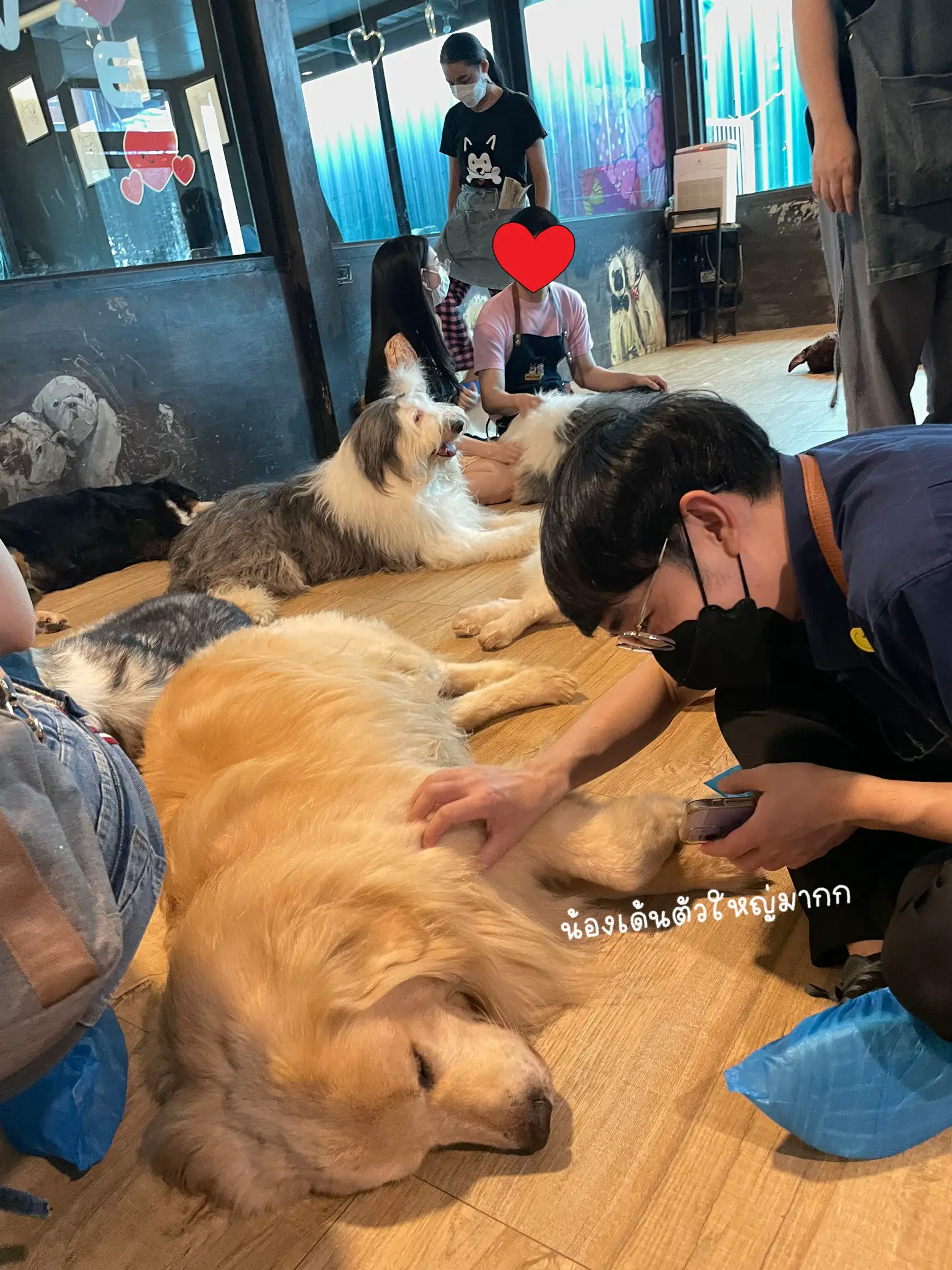 ชวนมาคาเฟ่น้องหมาแมว กอดน้องช่วยฮีลใจ🐶🤍 | แกลเลอรีที่โพสต์โดย cinearism💀 | Lemon8