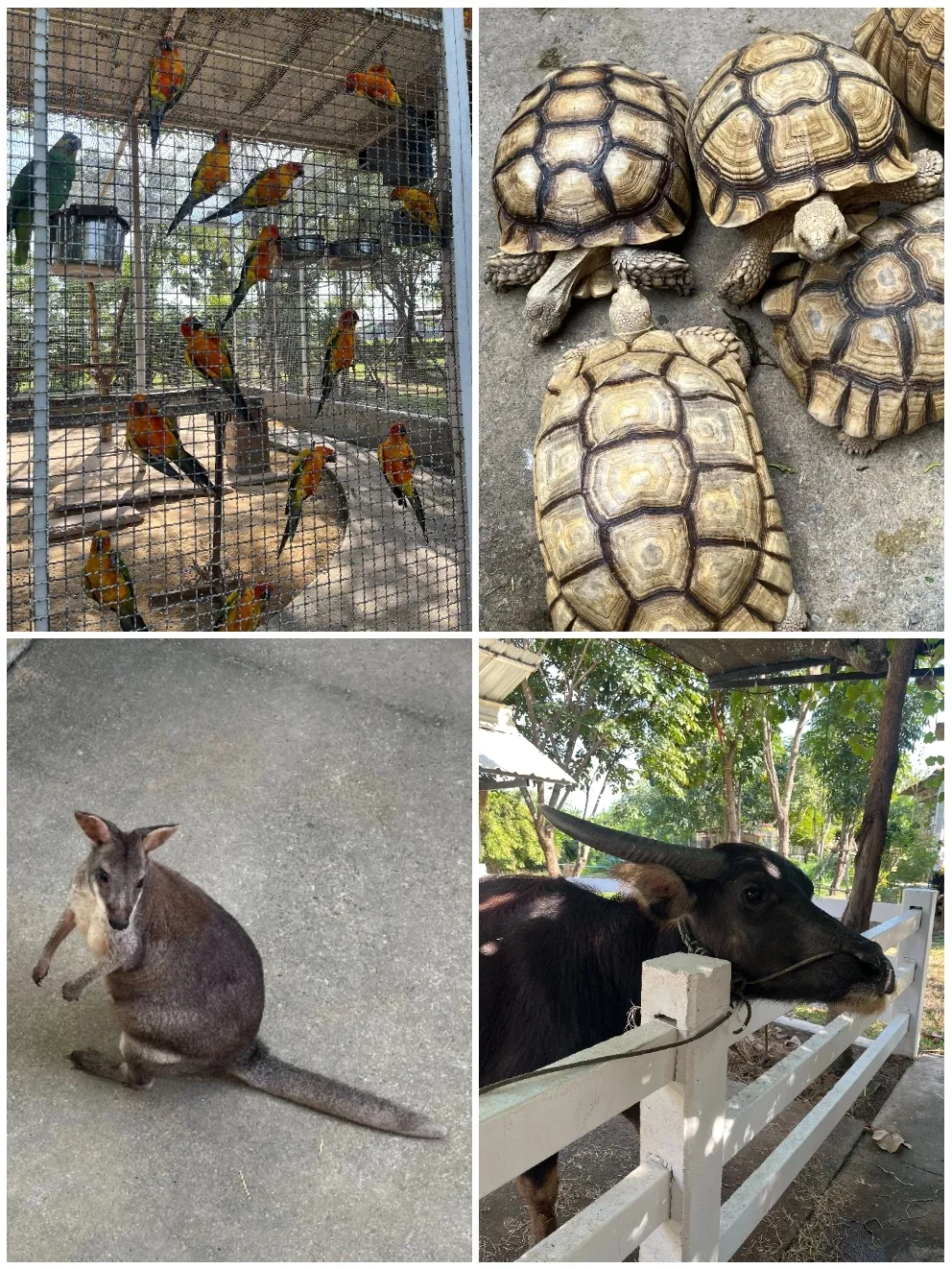 ชวนไปเที่ยว Mini Zoo สุดน่ารัก 🐷🌈🐦🐢 | แกลเลอรีที่โพสต์โดย PJ _ KK 🥳 ...
