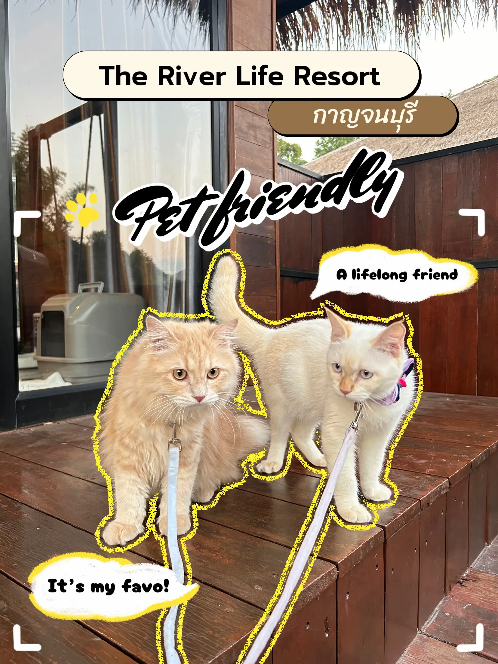ที่พัก Pet friendly กาญจนบุรี | แกลเลอรีที่โพสต์โดย Fon | Lemon8