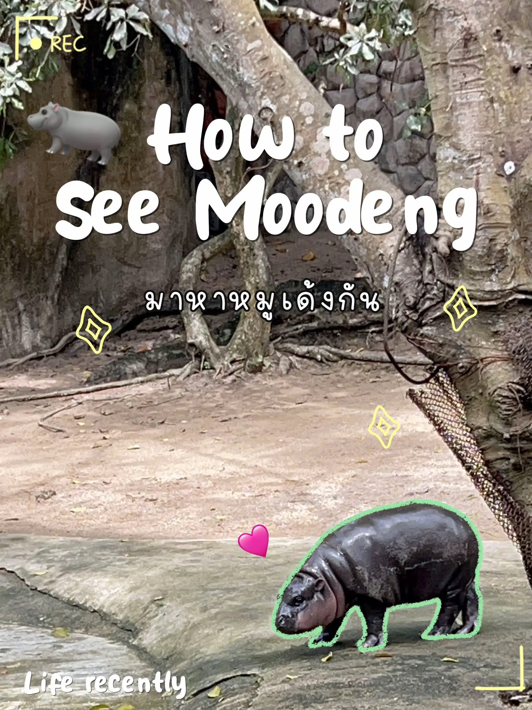 How to See Moodeng ~ มาหาหมูเด้งกัน 🦛 | แกลเลอรีที่โพสต์โดย ︎ 𝘱𝘳𝘰𝘶𝘥𝘬𝘦𝘢𝘸 ...