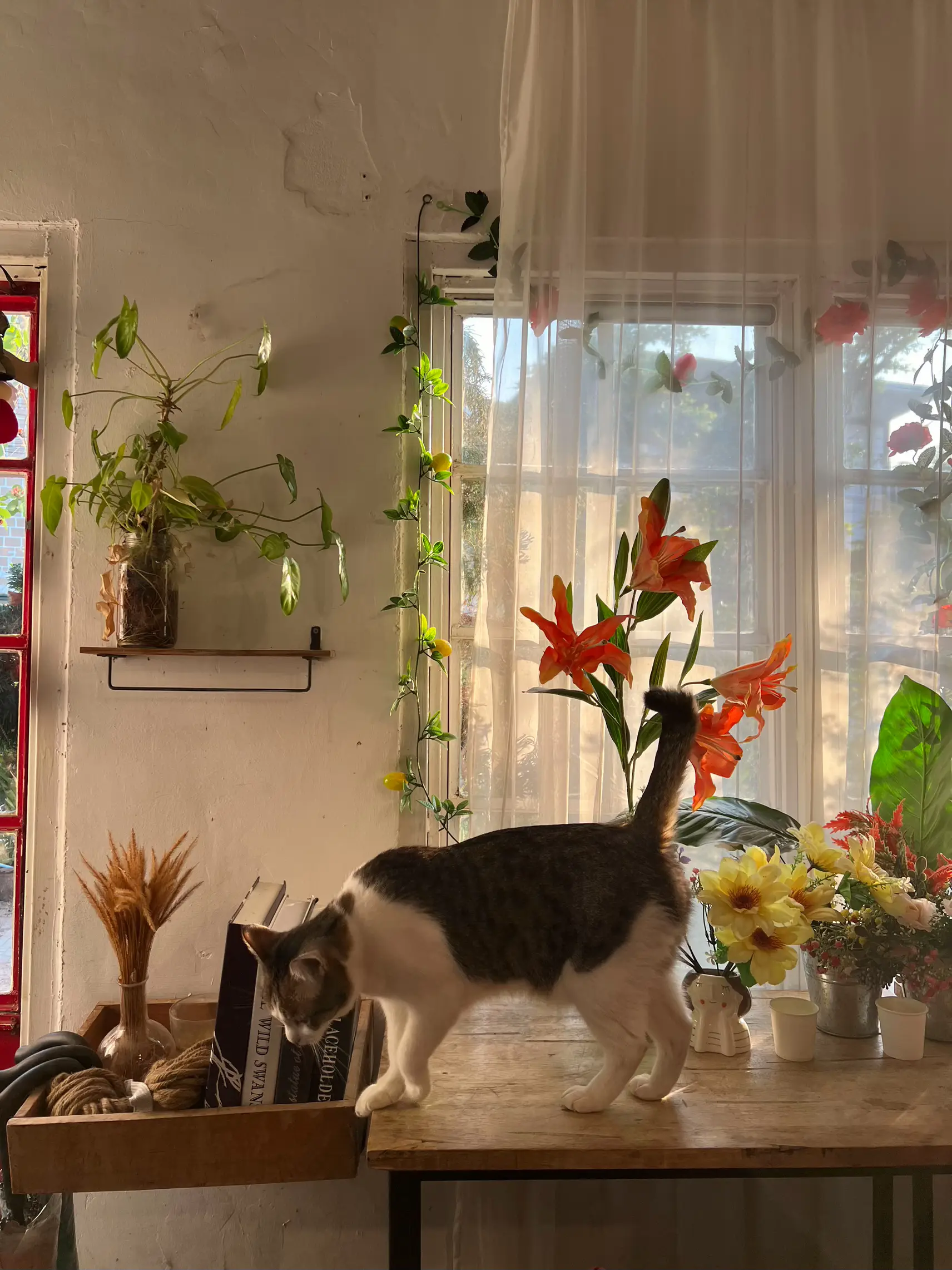 Cafe in the garden 🏡 | แกลเลอรีที่โพสต์โดย Jakwa🦒 | Lemon8