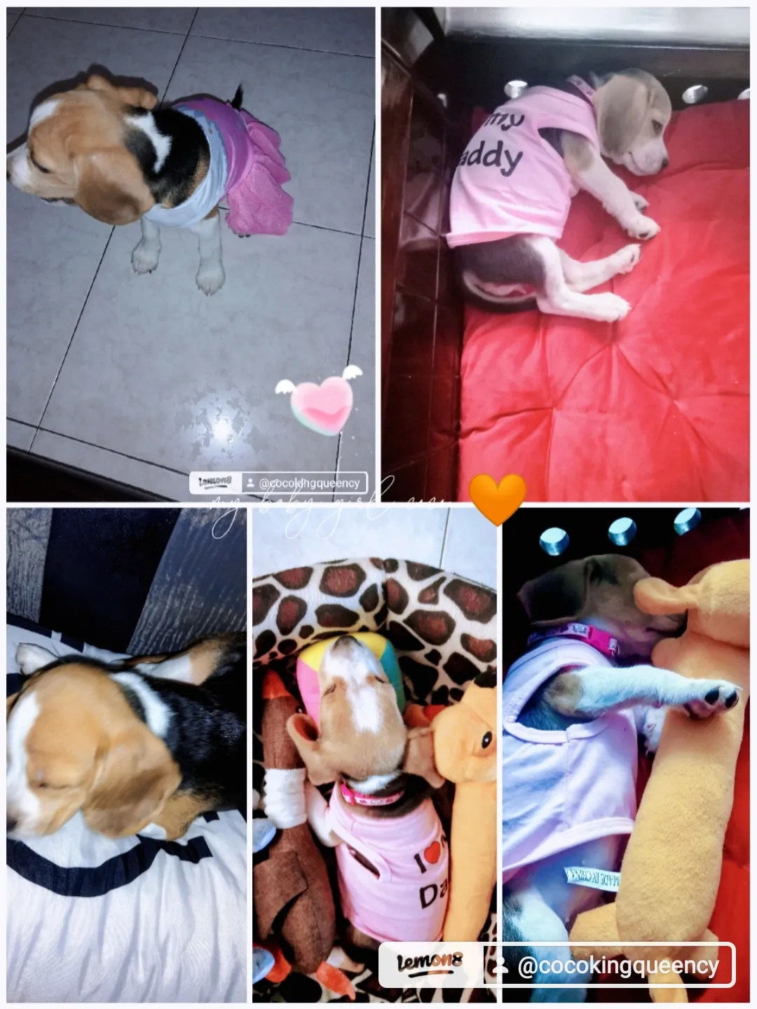 My 1st Experience became paw mummy♥️🐾 | แกลเลอรีที่โพสต์โดย Coco king Queen | Lemon8