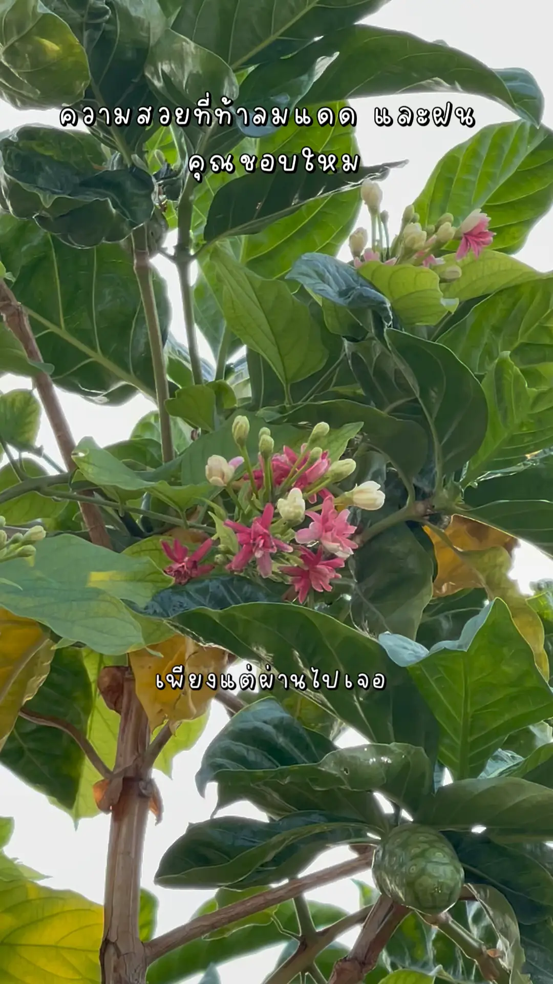 เล็บมือนาง | วิดีโอที่เผยแพร่โดย บ้านสวนchaiwat | Lemon8