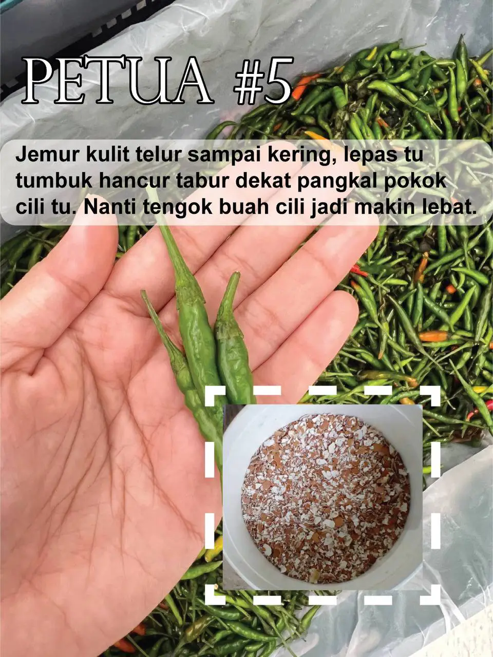 PETUA TANAM POKOK CILI BERBUAH LEBAT | Galeri disiarkan oleh ...