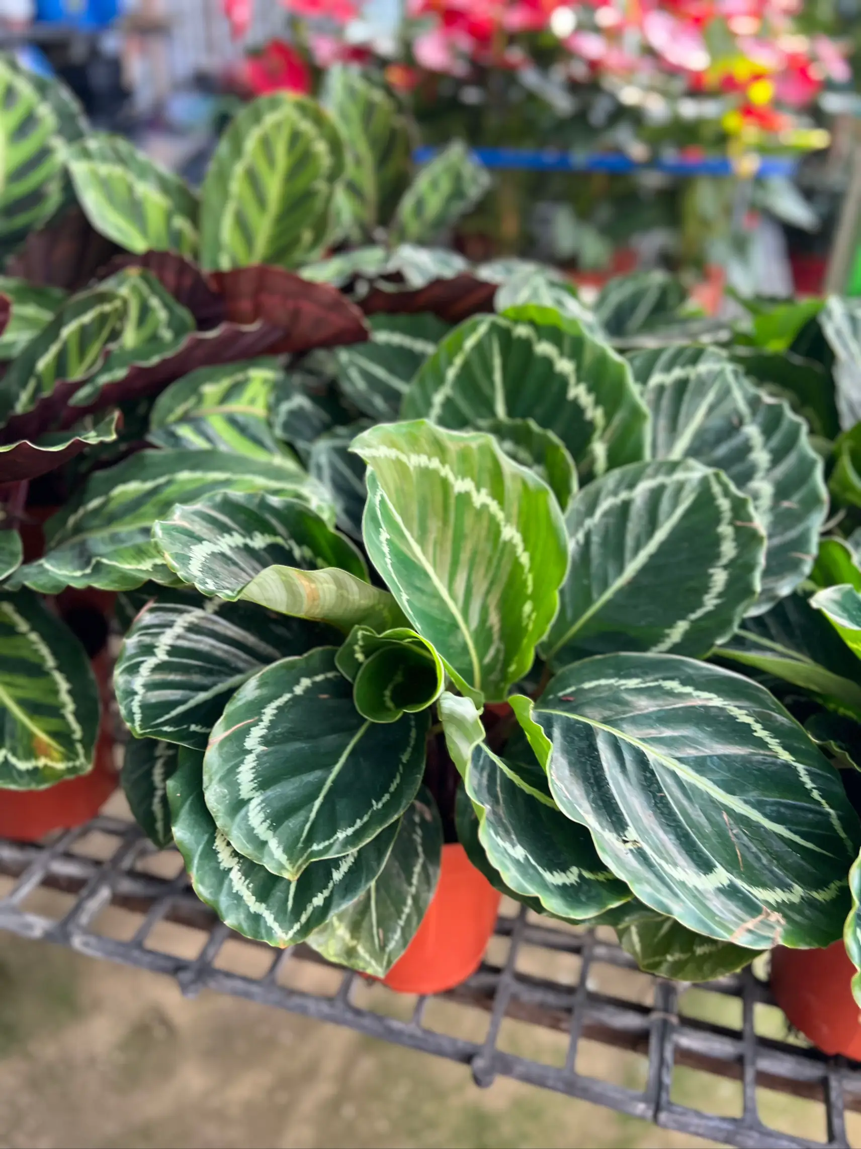 Calathea "Green Lipstick" # Clark # Calatia Green wing | Gallery posted ...