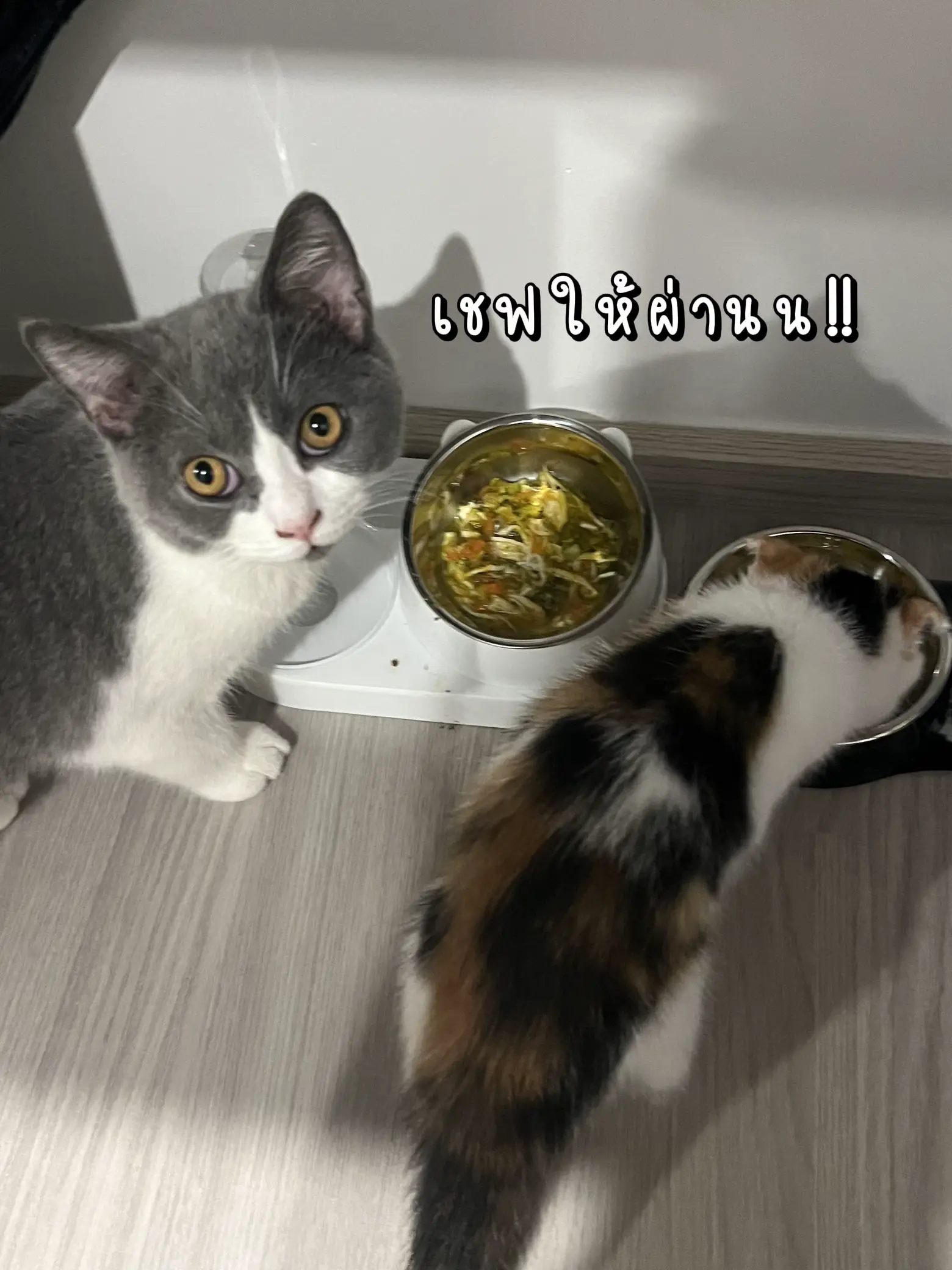อาหารเปียกแมว😍 | แกลเลอรีที่โพสต์โดย Chompuneg🌸 | Lemon8