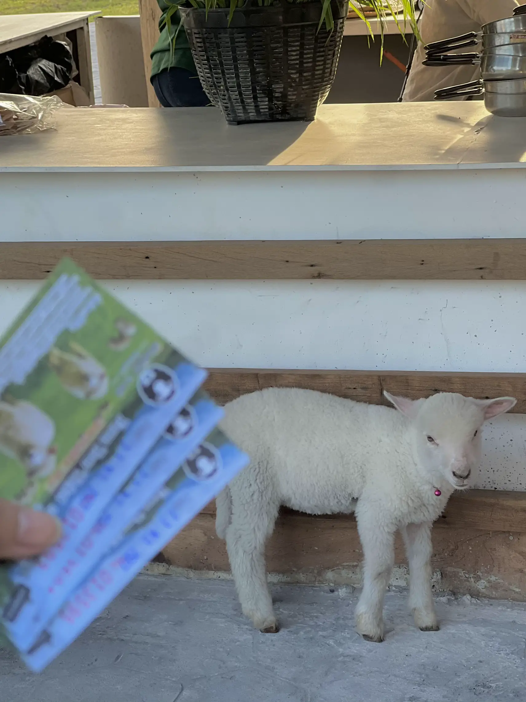 StardoiFarm Khaoyai | แกลเลอรีที่โพสต์โดย Ars Tom | Lemon8