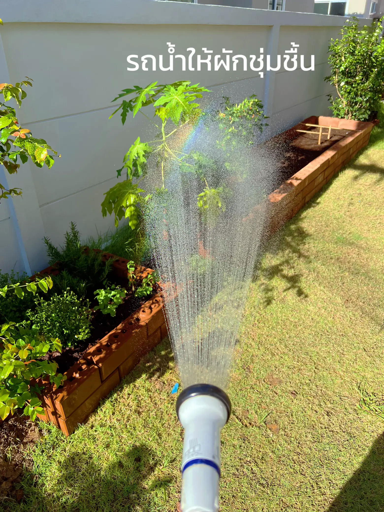 แปลงปลูกผัก สมบูรณ์100% EP.3 | แกลเลอรีที่โพสต์โดย TP Studio Home | Lemon8