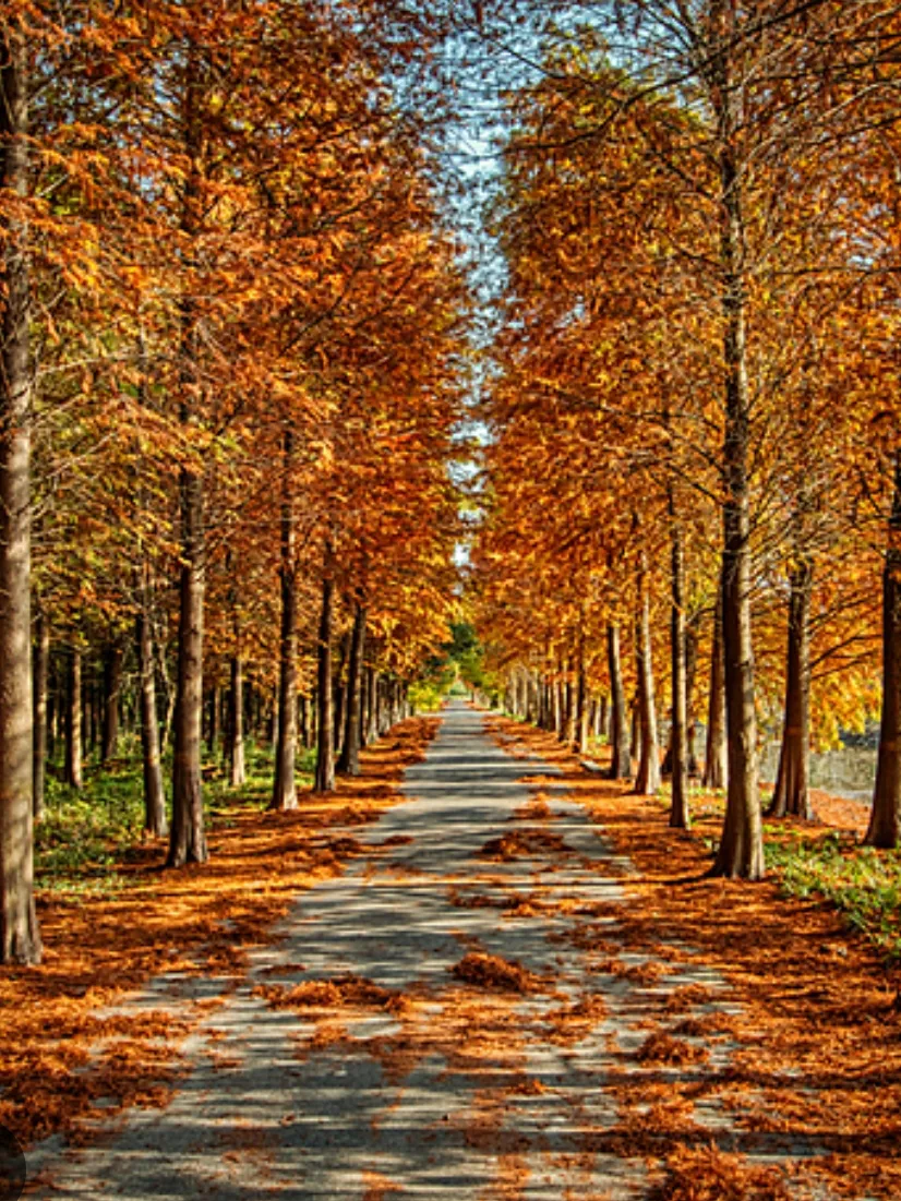 autumn | Galeri disiarkan oleh Photo queen | Lemon8