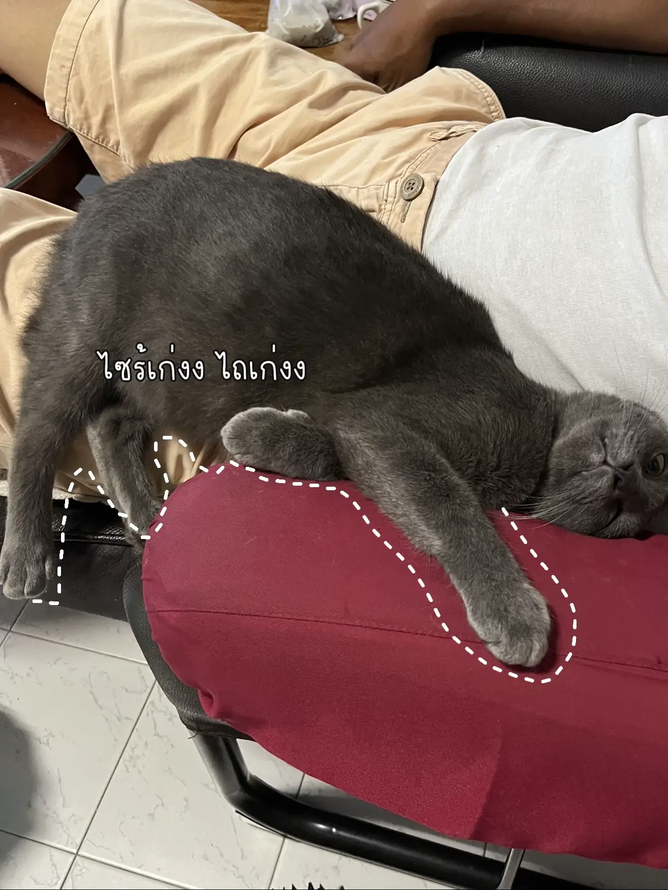 Meet my pets 🐱 ฝากพี่ๆเอ็นดูโค่ด้วยนะค้าบ 💗 | แกลเลอรีที่โพสต์โดย ...