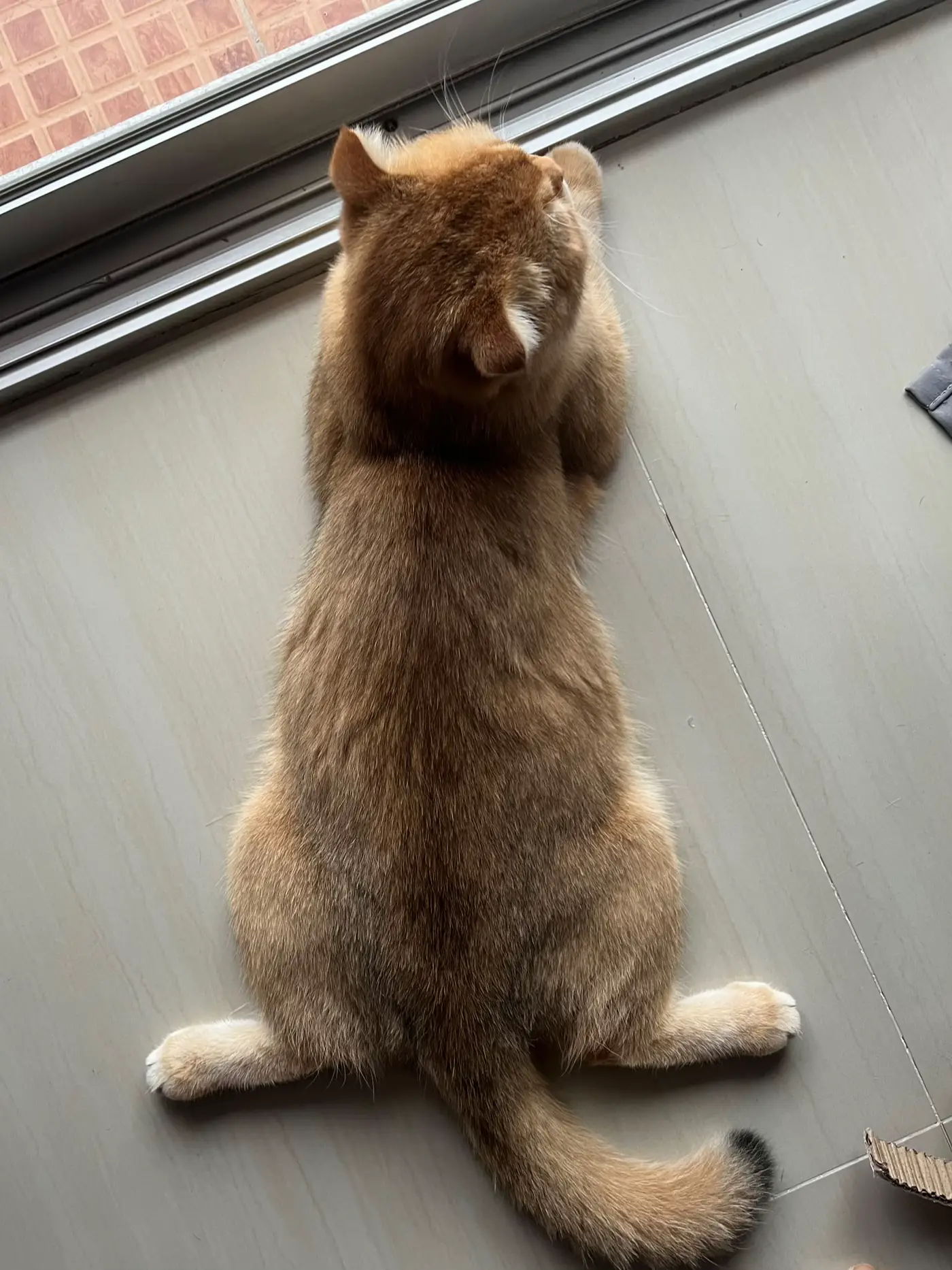 ไม่อยากให้แมวขาผิดรูป อย่าให้น้องนอนท่านี้ | แกลเลอรีที่โพสต์โดย beam ...