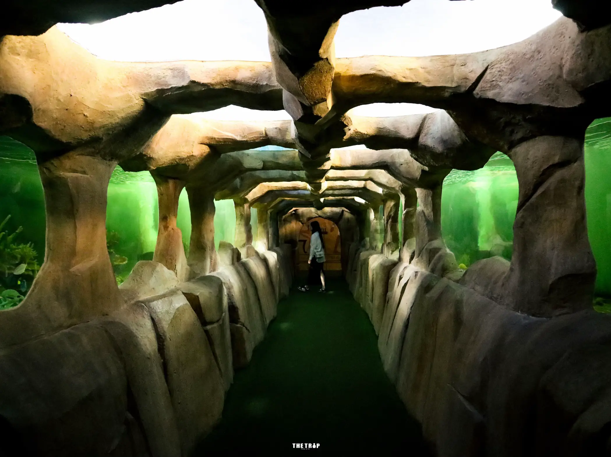 Amazing Dinosaur เข้าค้อ | แกลเลอรีที่โพสต์โดย เสือพาเที่ยว | Lemon8