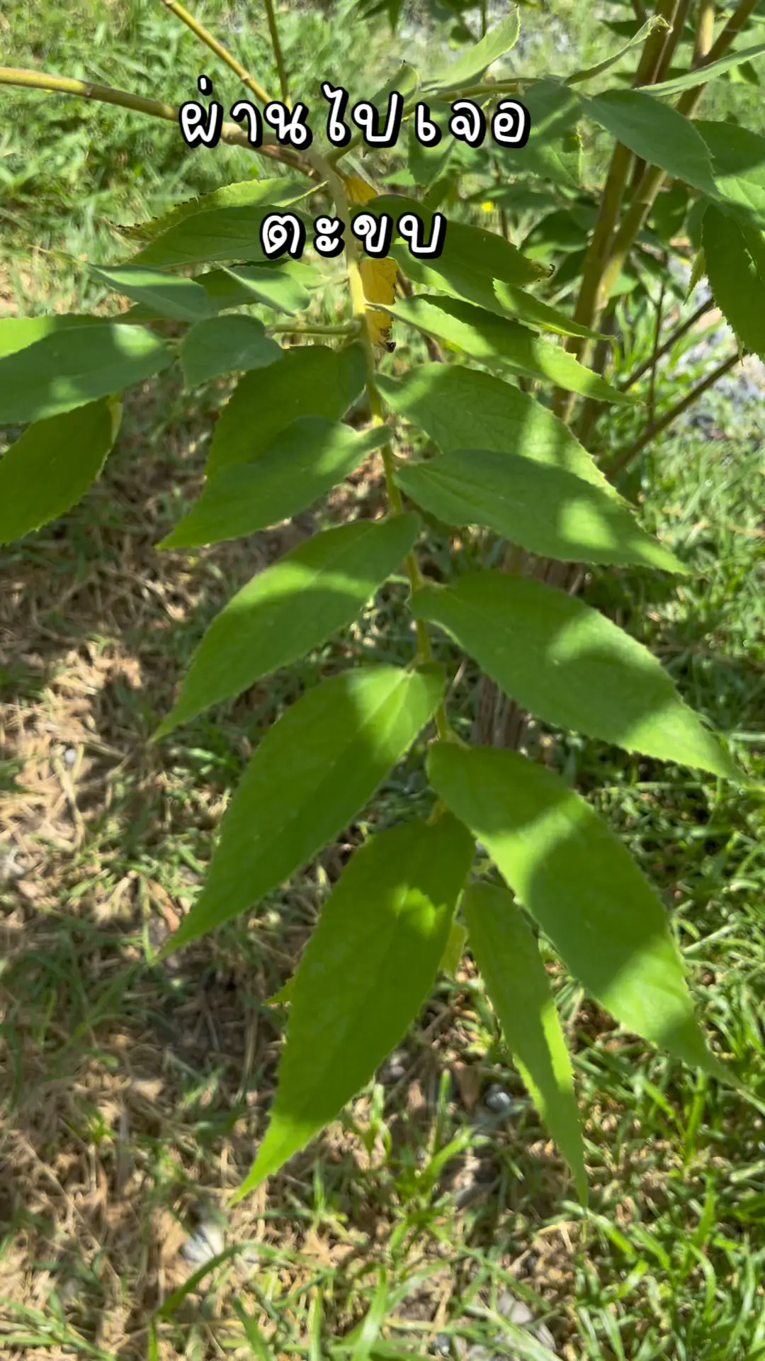 ปลูกต้นไม้ | วิดีโอที่เผยแพร่โดย บ้านสวนchaiwat | Lemon8