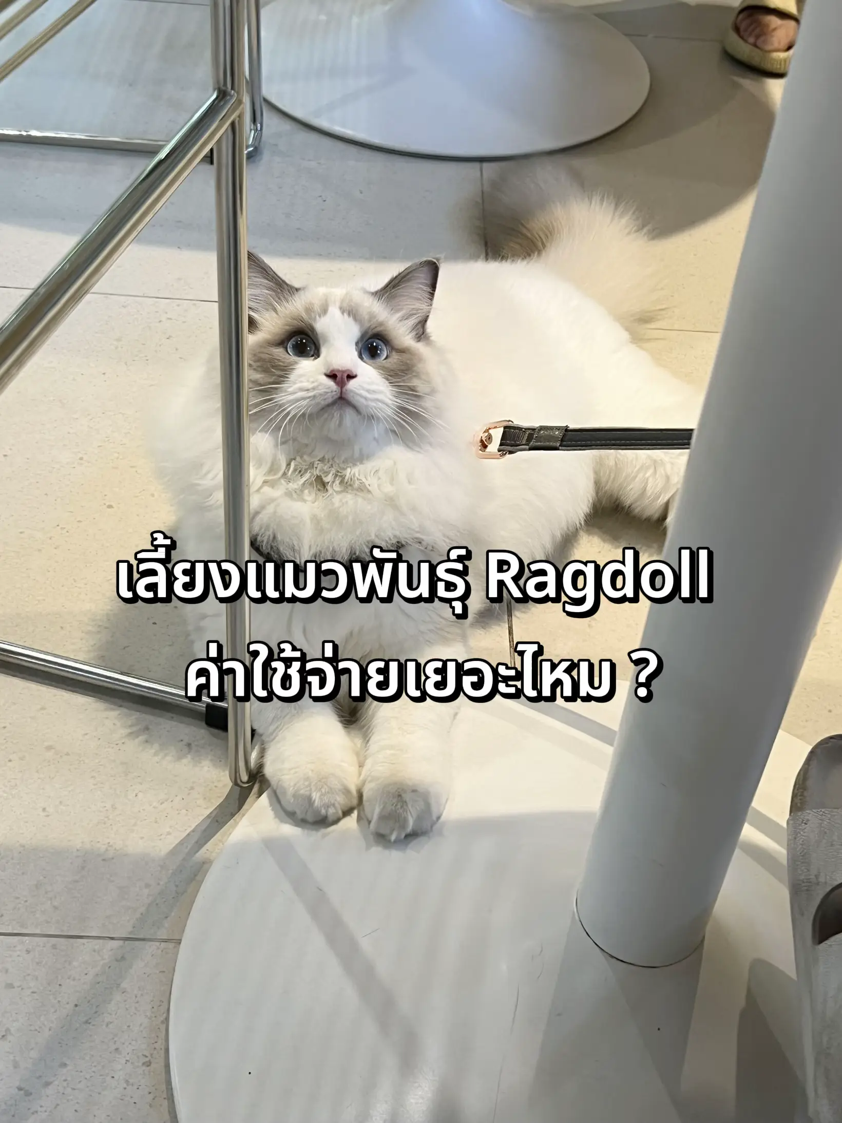 เลี้ยงแมวพันธุ์ Ragdoll ค่าใช้จ่ายเยอะไหม ? | แกลเลอรีที่โพสต์โดย ไอซ์ชอบรีวิว 🫶🏻 | Lemon8