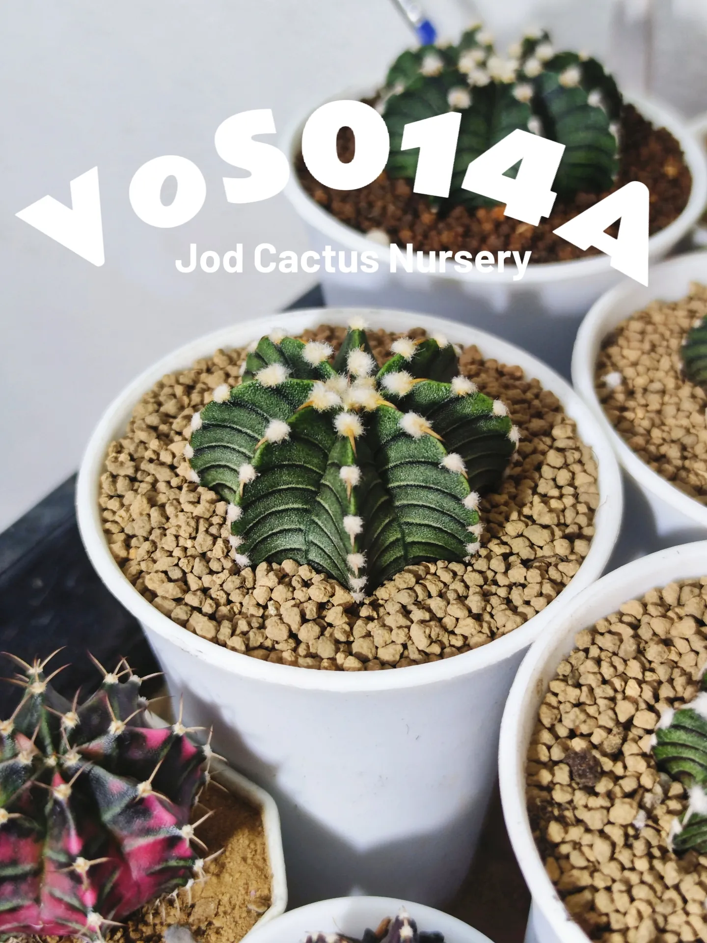 VoS014A | แกลเลอรีที่โพสต์โดย JODnursery | Lemon8