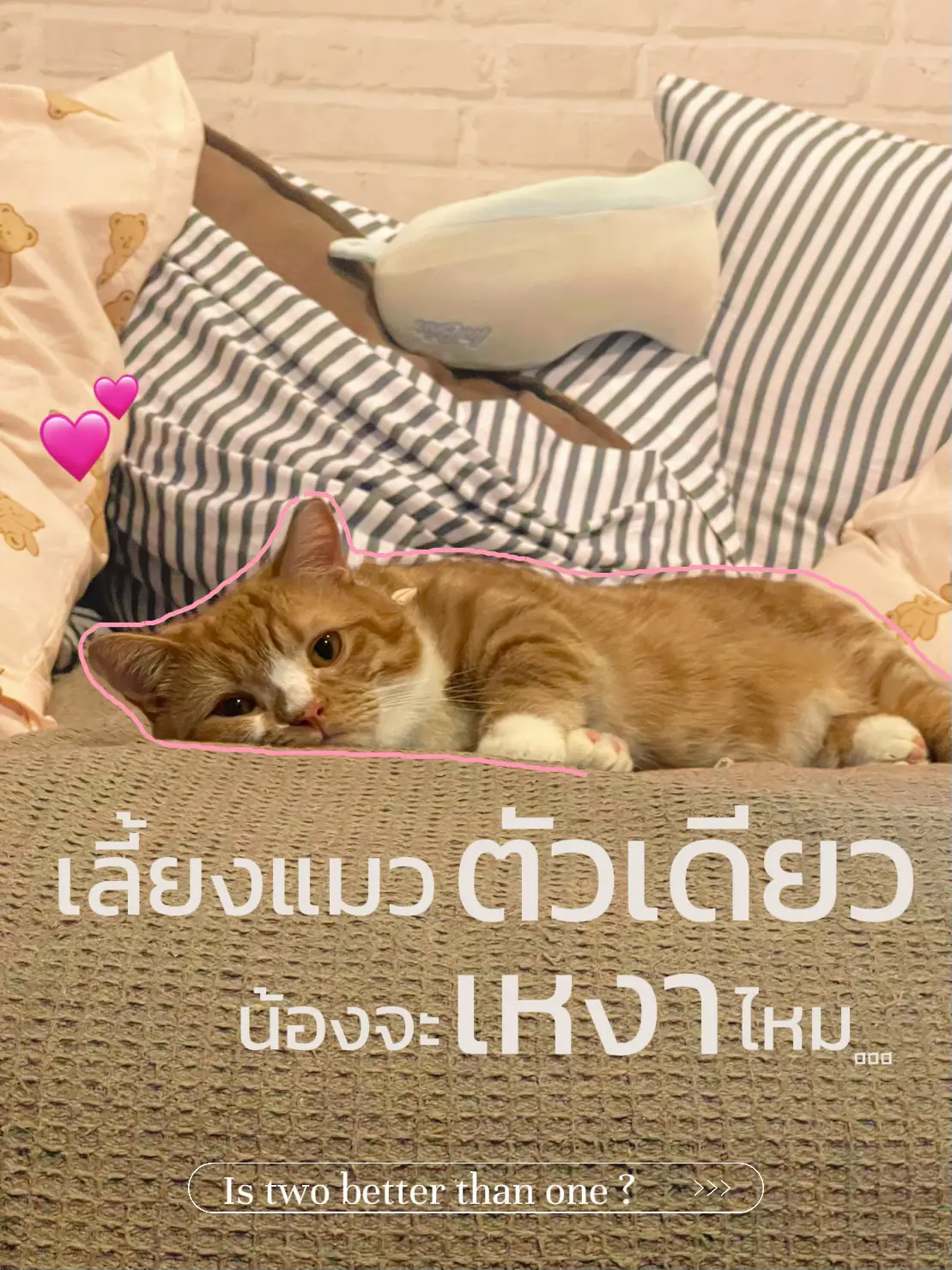 ขอคำแนะนำจาก แม่ๆ พ่อๆ ทาสแมวหน่อยค่า 🙋🏻‍♀️ | แกลเลอรีที่โพสต์โดย bebow ...
