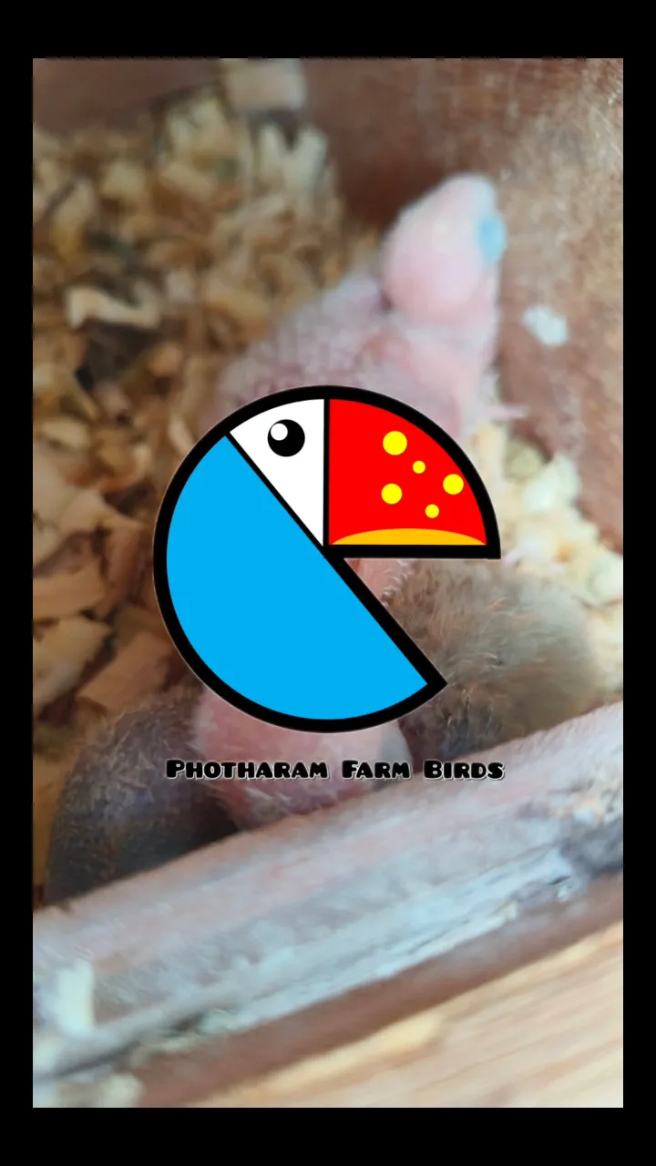 Photharam farm birds | ฟาร์มเลี้ยงนกอำเภอโพธาราม | | วิดีโอที่เผยแพร่โดย Photharam FB | Lemon8