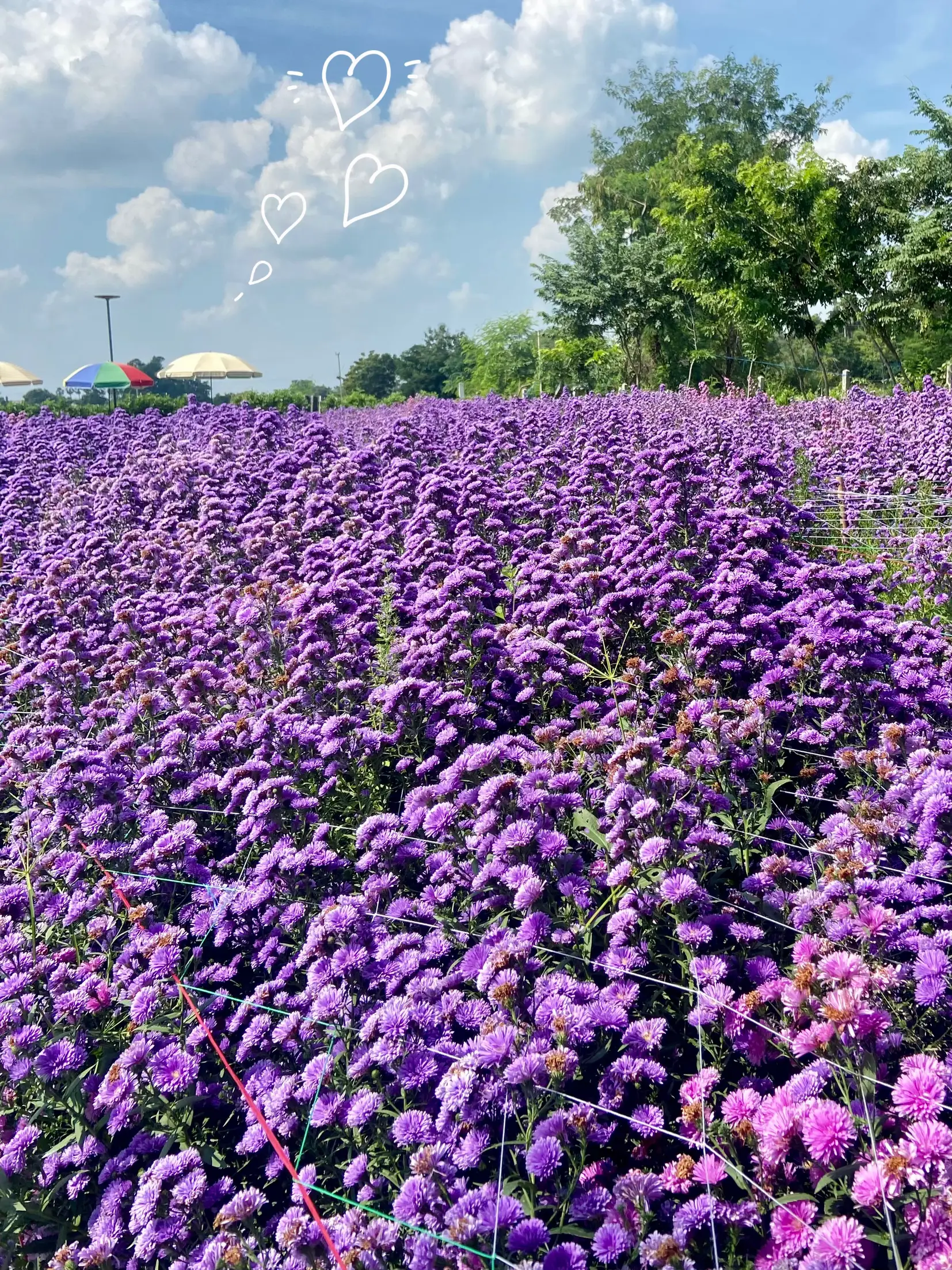 DD Flower Farm | แกลเลอรีที่โพสต์โดย 𝐓𝐡𝐢𝐜𝐡𝐚 •ᴥ• | Lemon8