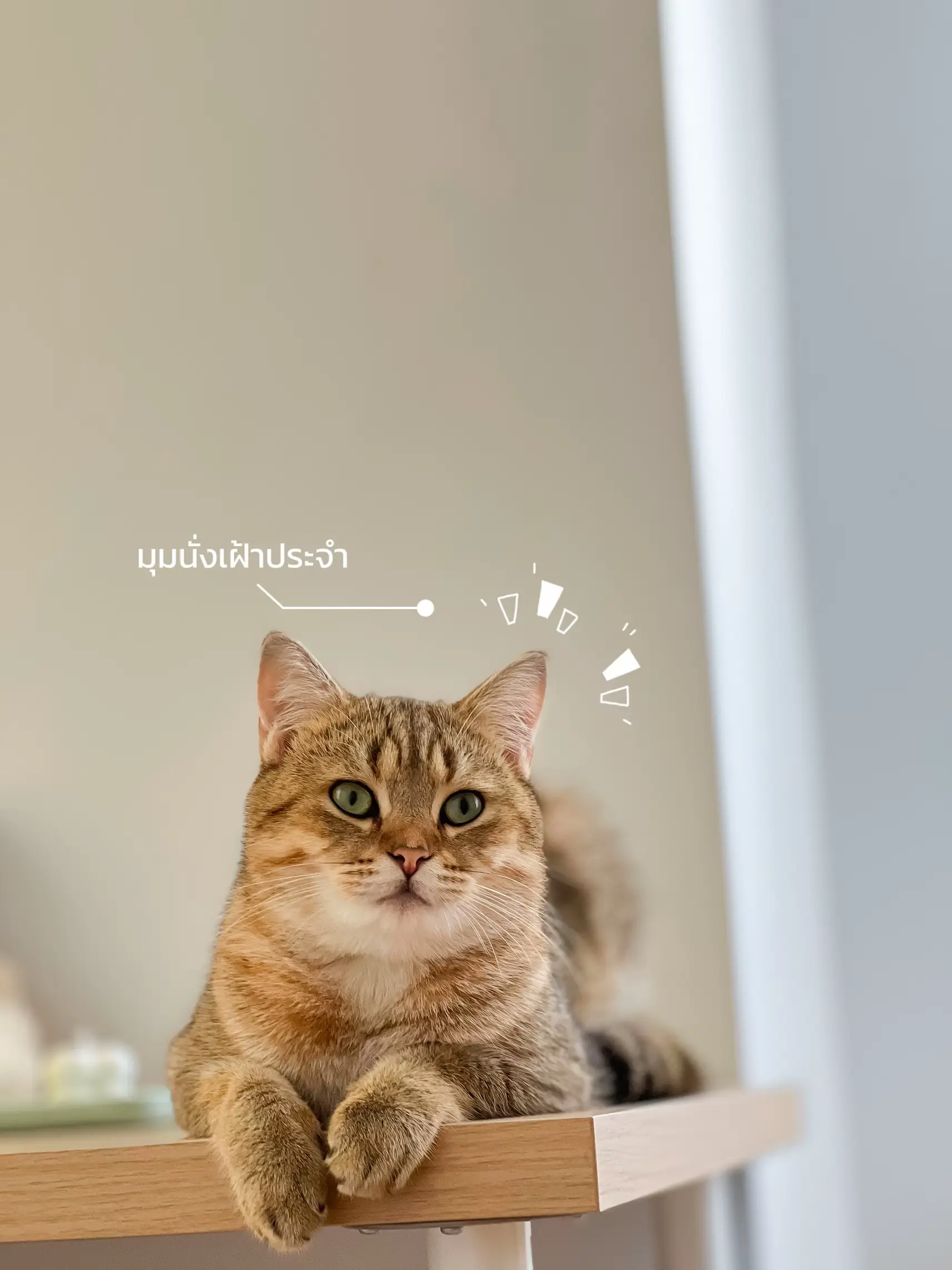 เเชร์มุมโปรด''ของฉัน'' #SaveZone ตอนเช้าๆ🌤️🎄 | แกลเลอรีที่โพสต์โดย myploy mareview | Lemon8