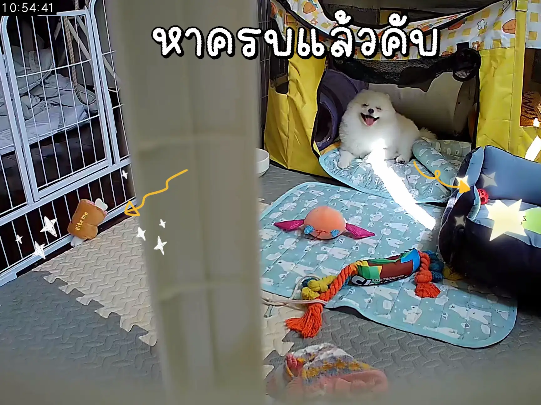 1 วัน ของน้องปอม #homealone | แกลเลอรีที่โพสต์โดย Moobin Cuddle | Lemon8