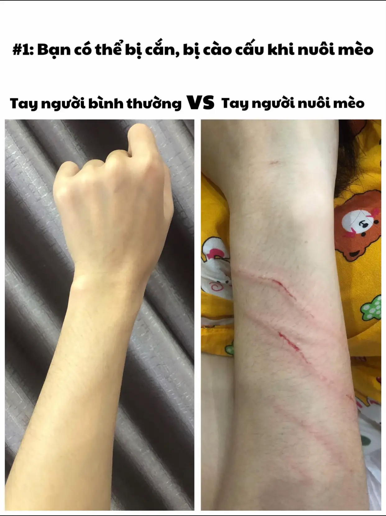 NHỮNG ĐIỀU BẠN PHẢI CHẤP NHẬN KHI NUÔI MÈO | Bộ sưu tập do Gia đình Bi Đen đăng | Lemon8