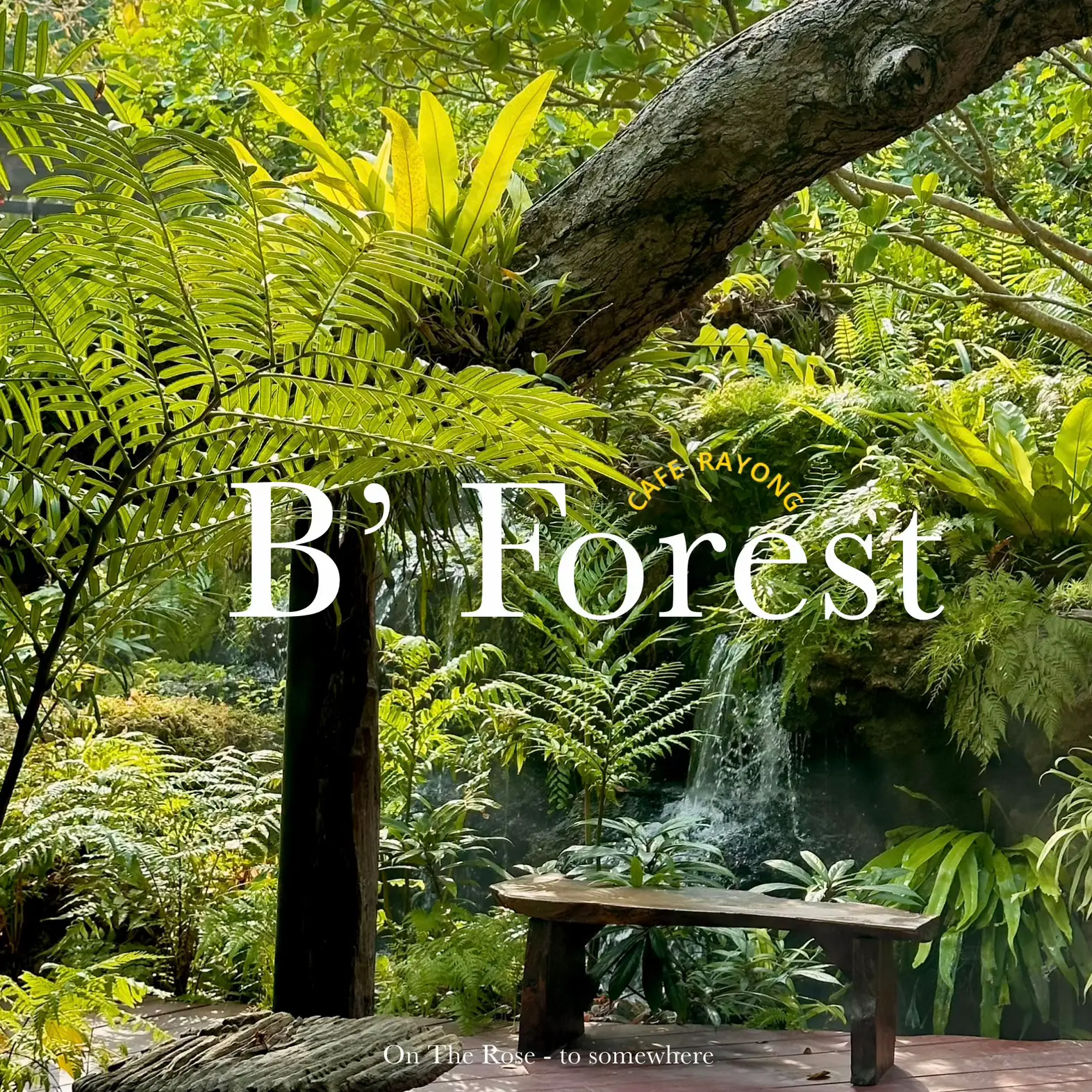 B forest Cafe 🌳🌿 #คาเฟ่ในสวน #เปิดใหม่ #ระยอง | แกลเลอรีที่โพสต์โดย On ...