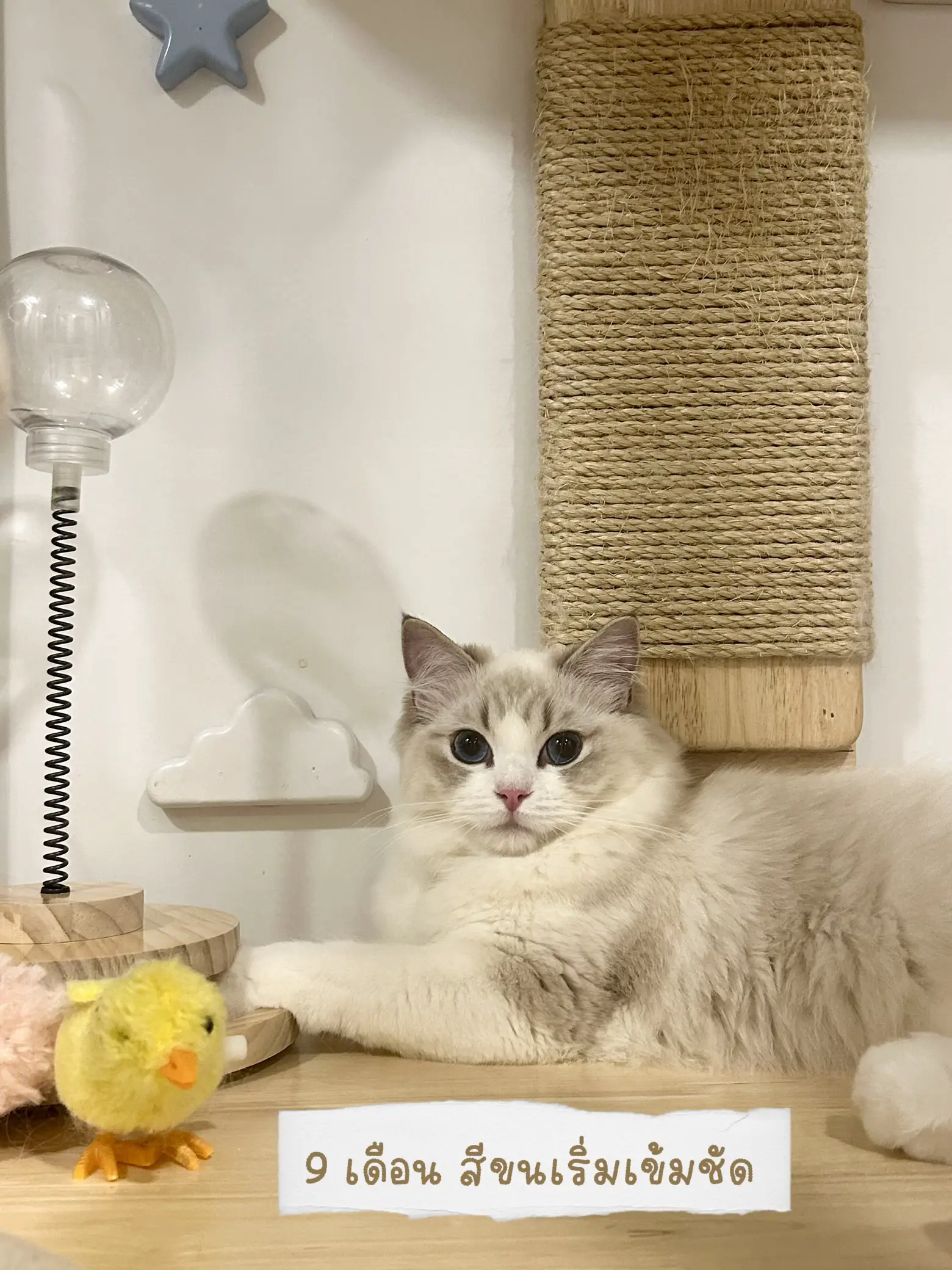 รีวิวลูกสาว ragdoll ตัวจิ๋ว🤏🏻🐱ครบ 1 ขวบแล้วค่า🎉 | แกลเลอรีที่โพสต์โดย K anrio ♡ | Lemon8