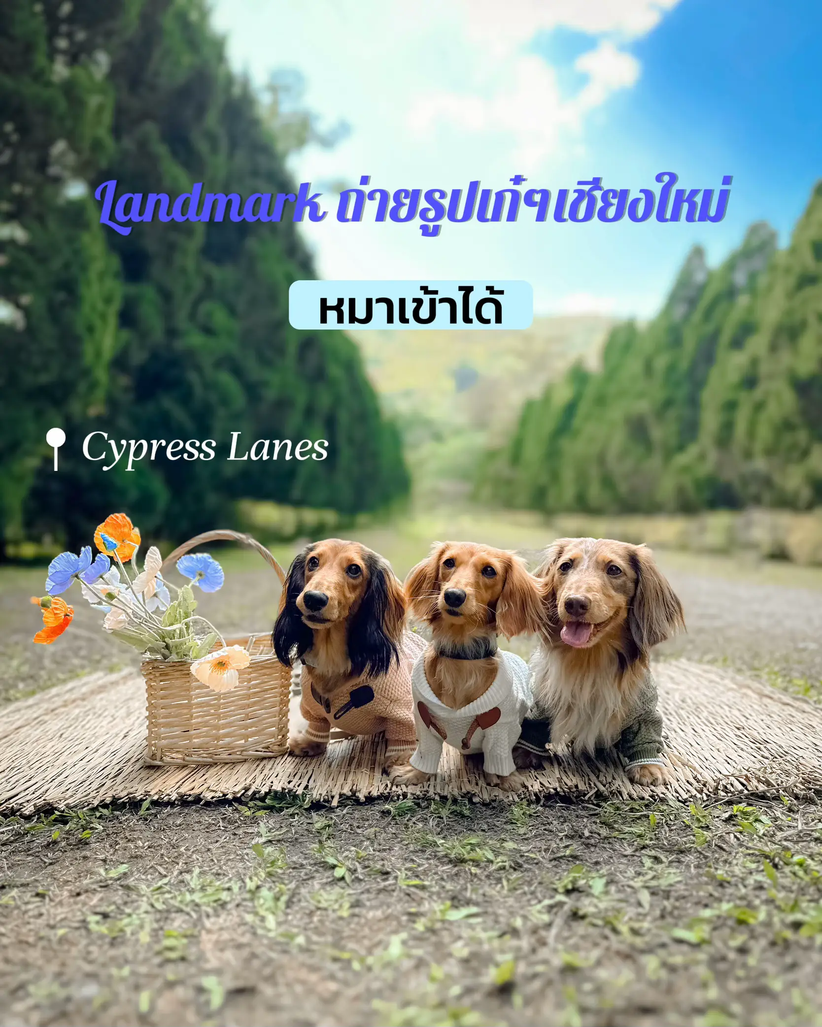 Cypress Lanes Landmark ถ่ายรูปเชียงใหม่หมาเข้าได้ | แกลเลอรีที่โพสต์โดย เดี๊ยกดัชชุน | Lemon8