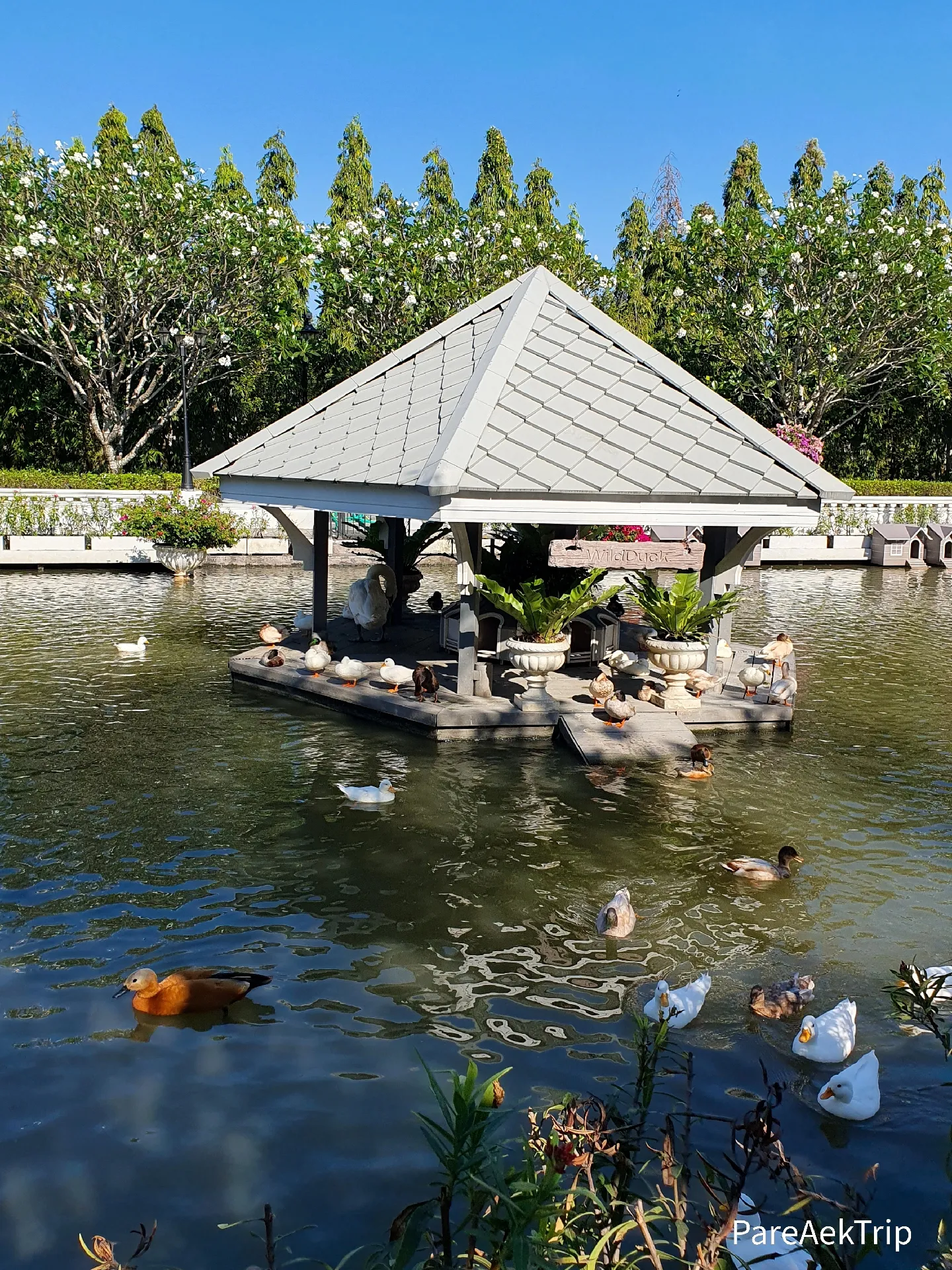 Wild duck cafe มีนบุรี | แกลเลอรีที่โพสต์โดย Skinkpare | Lemon8