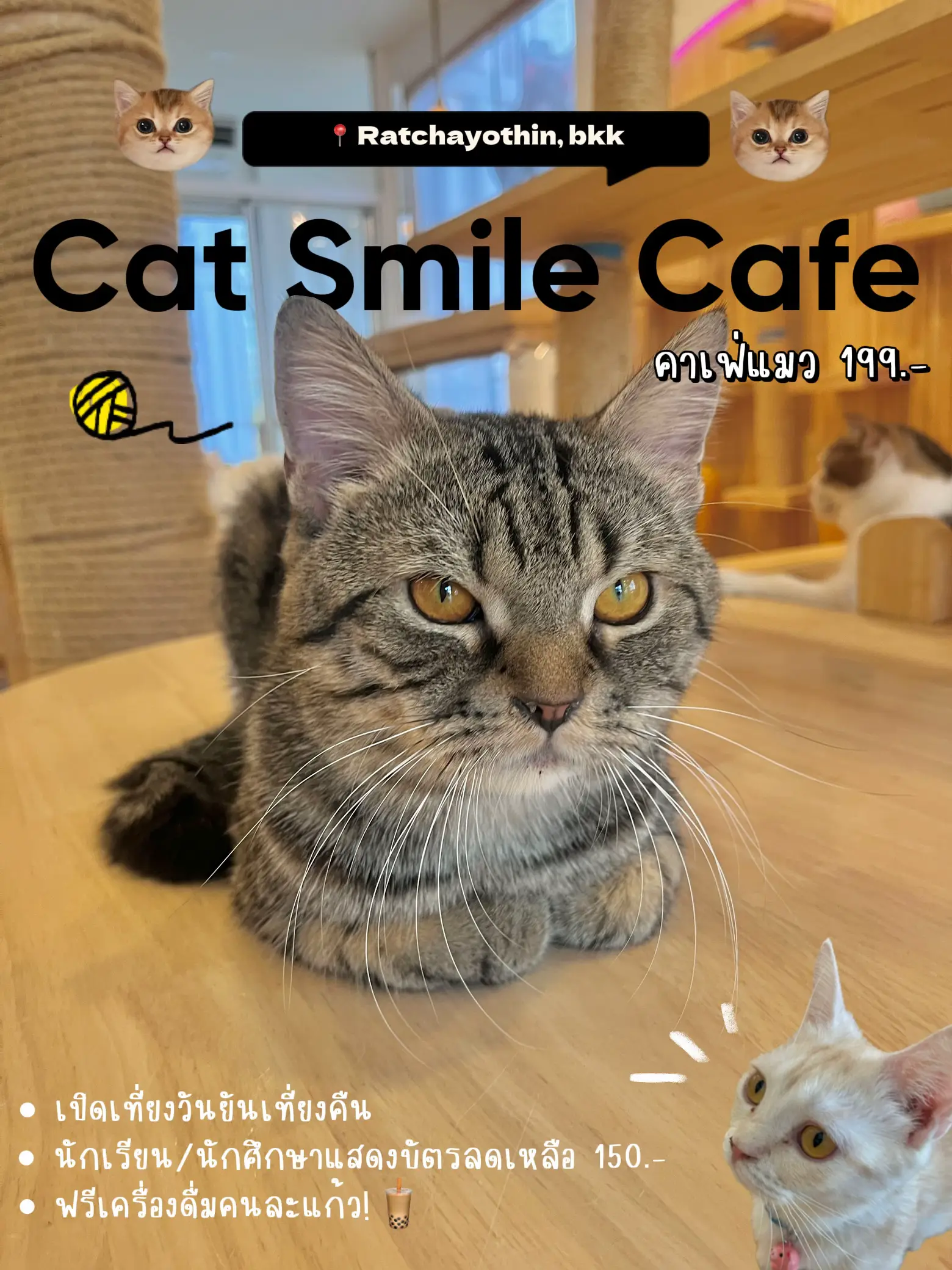 Cat Smile Cafe 🐾🍹ค่าเฟ่แมวย่านรัชโย | แกลเลอรีที่โพสต์โดย ANN’E | Lemon8