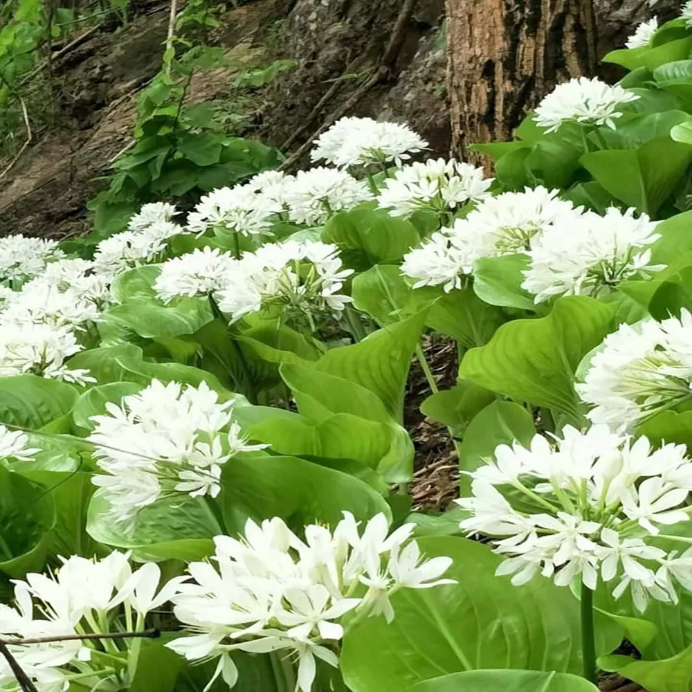 ว่านนางคุ้ม คุ้มครองปกป้องภัยอันตรายต่างๆ | แกลเลอรีที่โพสต์โดย Jeab Sujitra🏞️ | Lemon8