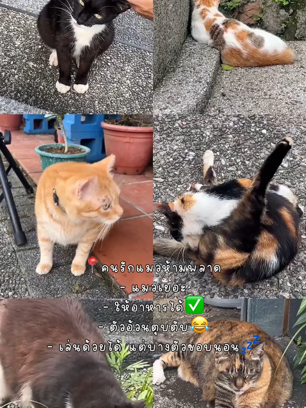 ทาสแมวต้องมา Houtong Cat Village ไต้หวัน🇹🇼 Ep.2 | แกลเลอรีที่โพสต์โดย ...