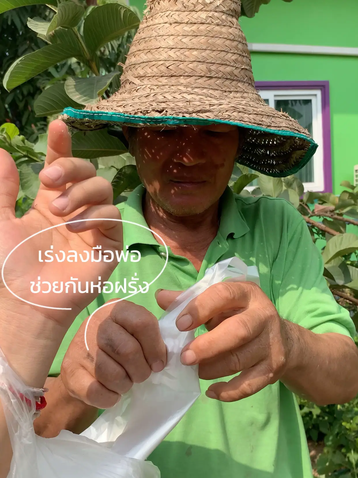 ตาอี๋เกษตรฟาร์มสุข เข้าสวนดูฝรั่ง เจอปัญหาจนได้ ‼️แนะนำวิธีดูแลได้ ...