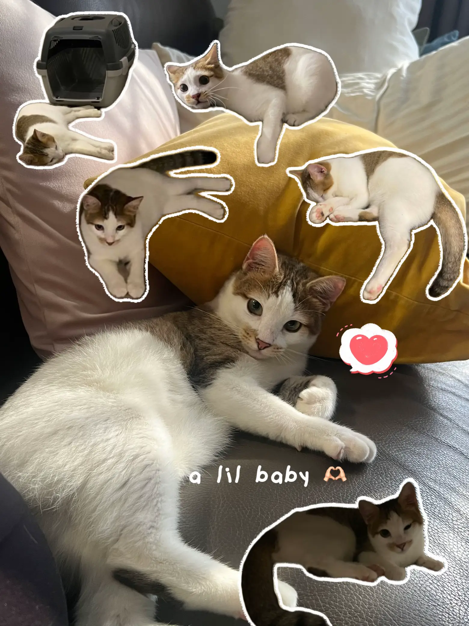 1 month with chumi 🐈💌 cat adoption | Gallery posted by joelle | Lemon8