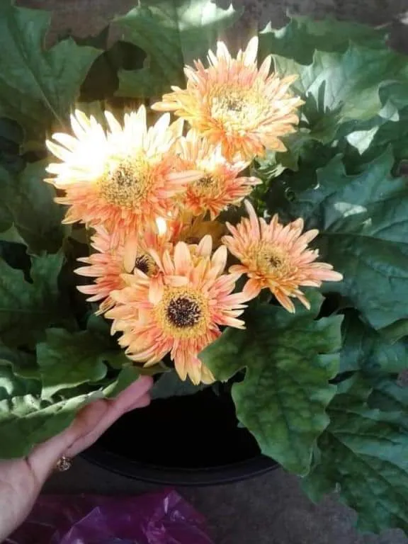 Tips tanam daisy agar sentiasa berbunga | Galeri disiarkan oleh kakpen ...