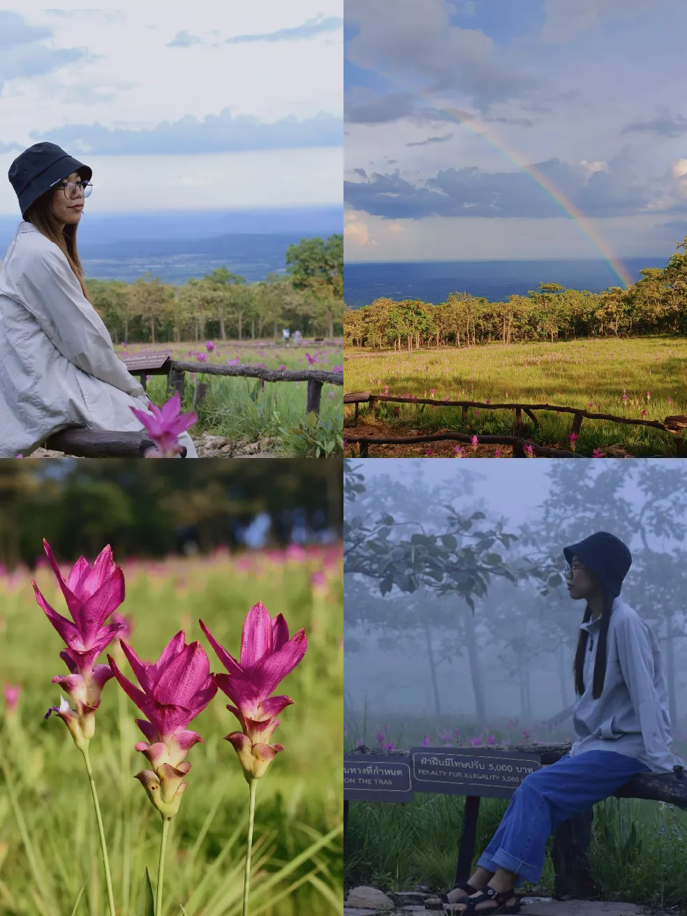 ฮีลใจกับสายหมอกและทุ่งดอกกระเจียว 🌷 | แกลเลอรีที่โพสต์โดย Ploy Kun | Lemon8