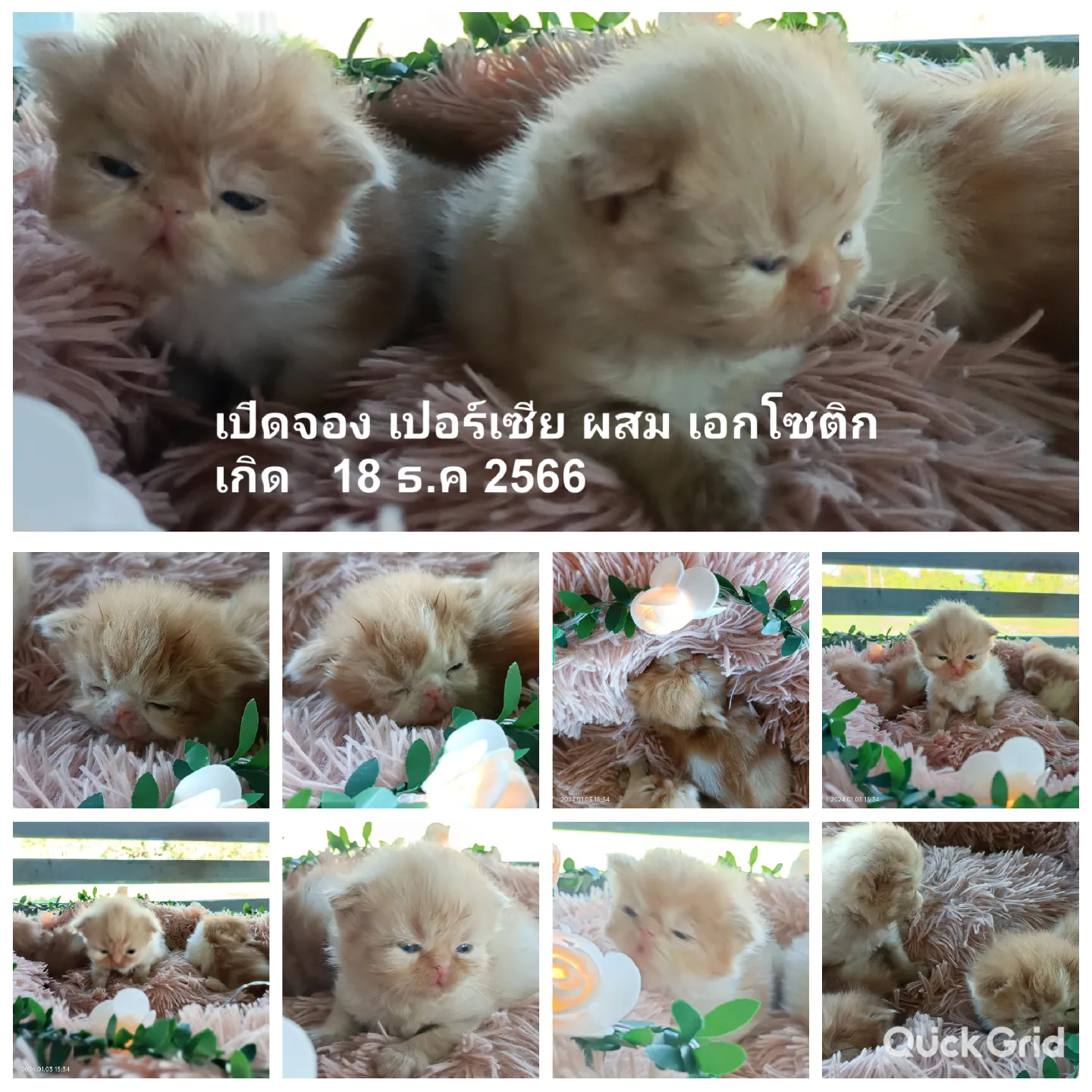 Open to reserve Persian kittens. | Gallery posted by ขายแมวเปอร์เซีย ...