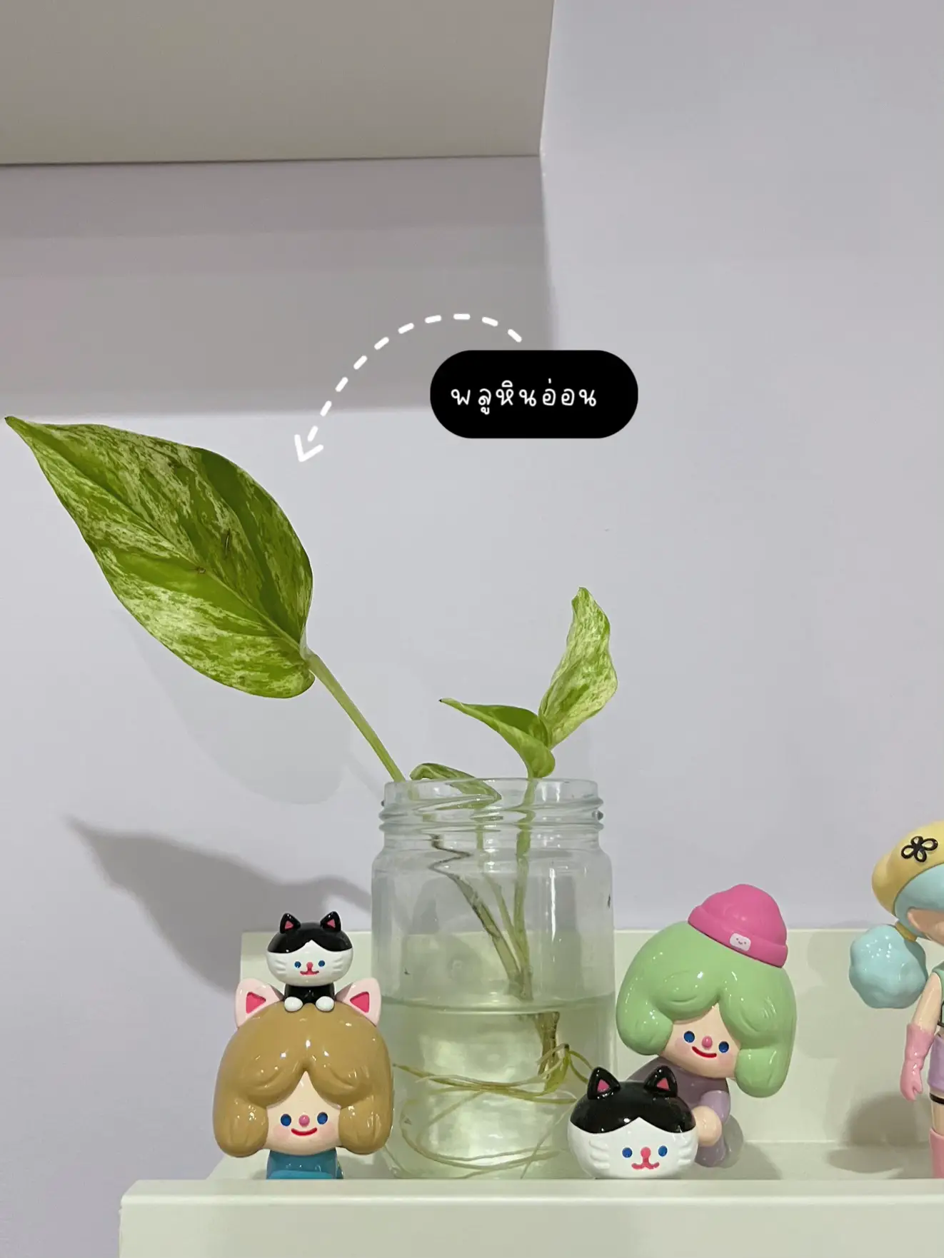 มาเลี้ยงไม้น้ำในบ้านกันเถอะ 🍋🫧 สดชื่นแบบ 100 แกลเลอรีที่โพสต์โดย