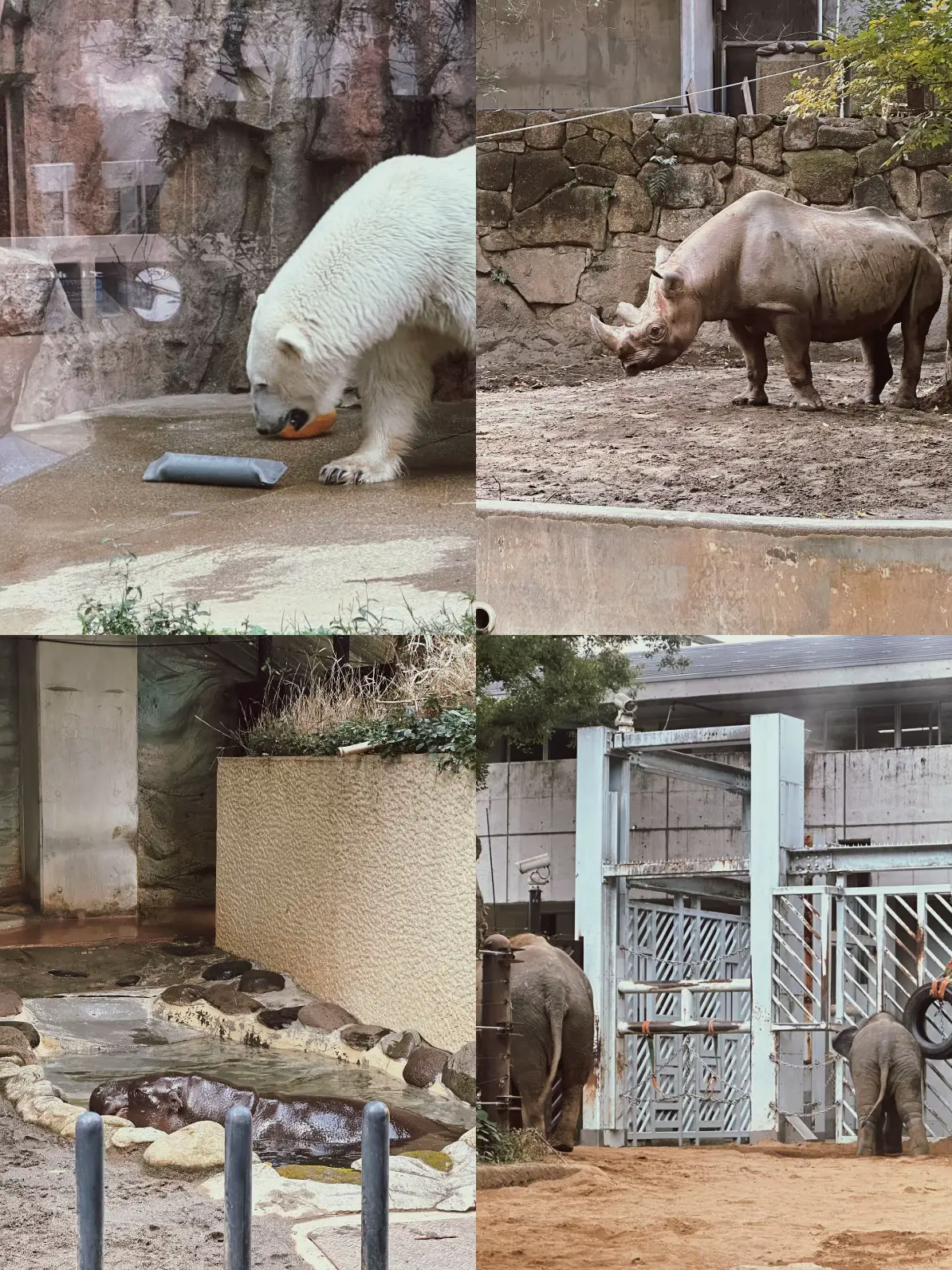 Ueno Zoo 🦁🐭🐰🐵 | แกลเลอรีที่โพสต์โดย แอลลี่ 🤓 | Lemon8