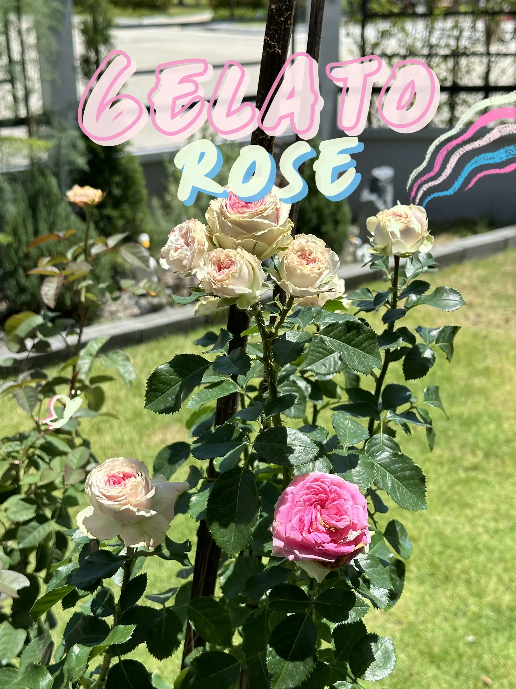 Gelato rose กุหลาบใหม่มาสวน 171 แล้ว ☺️ | แกลเลอรีที่โพสต์โดย คุณเด้า ...