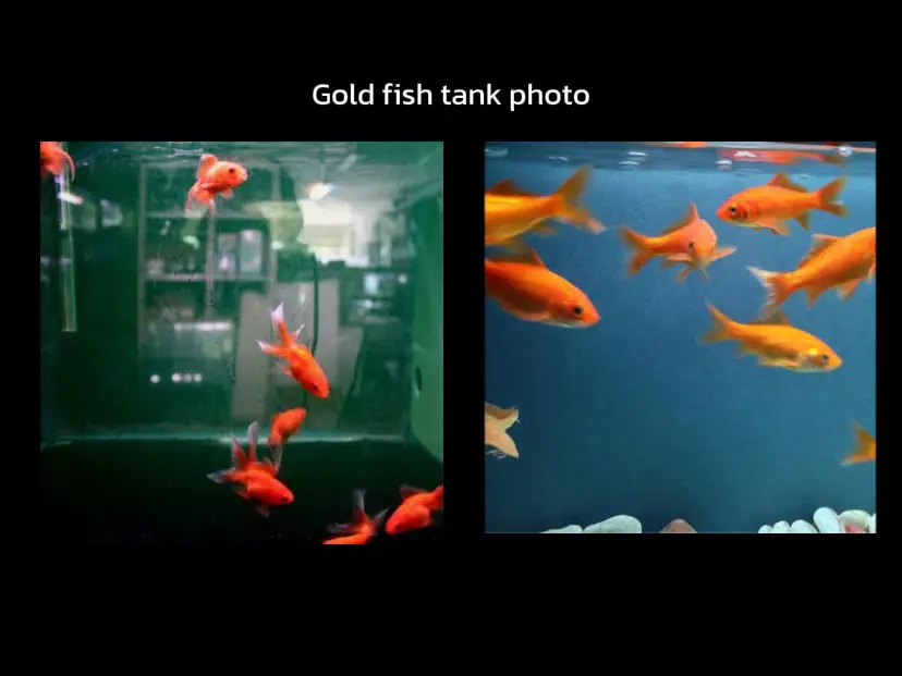 Goldfish photo shoot tutorial ! 🐟 | แกลเลอรีที่โพสต์โดย rockstarqonus ...