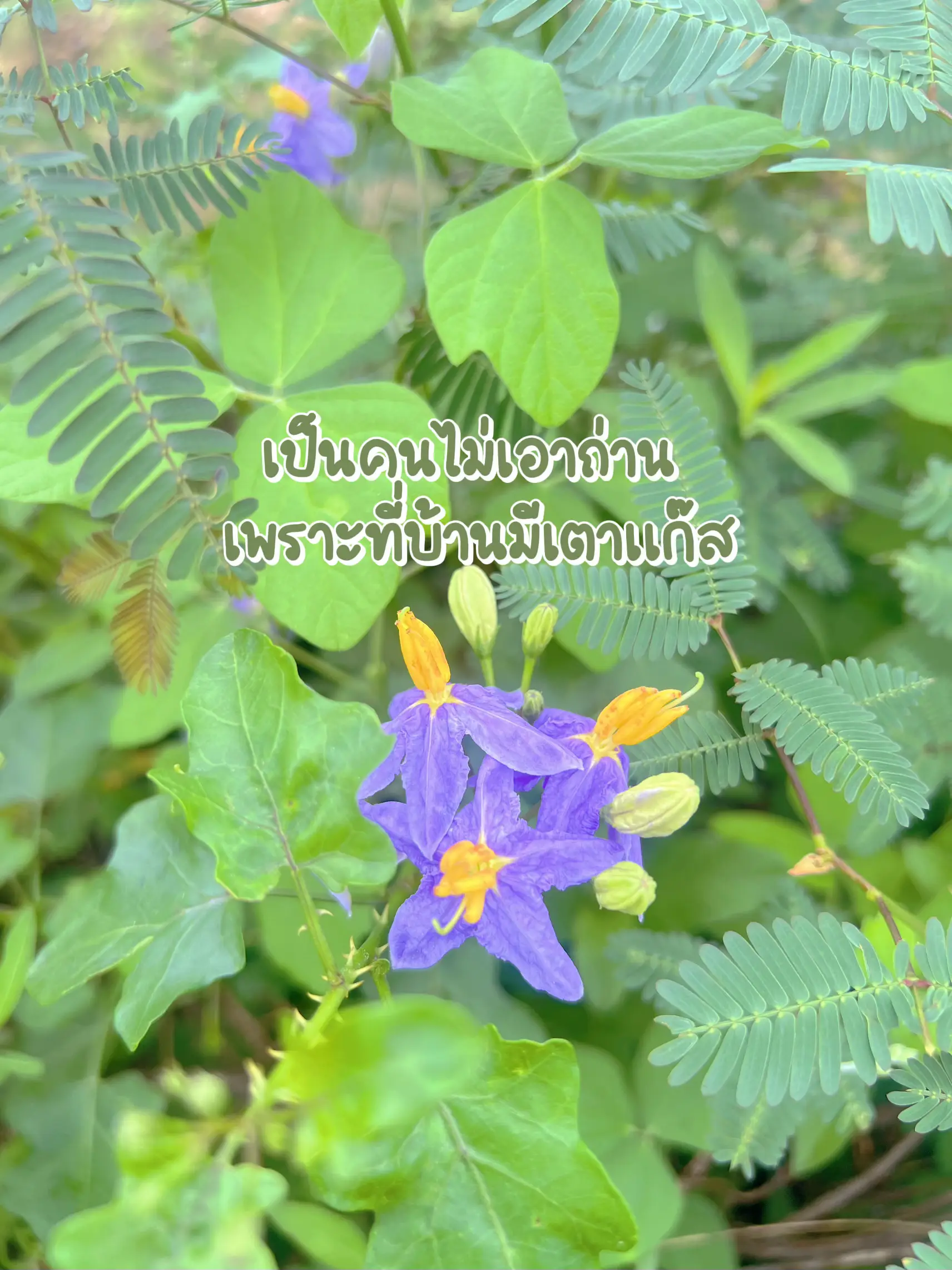 รวมคำคม แคปชั่นกวนๆ 😆😎 | แกลเลอรีที่โพสต์โดย Font Kancha | Lemon8